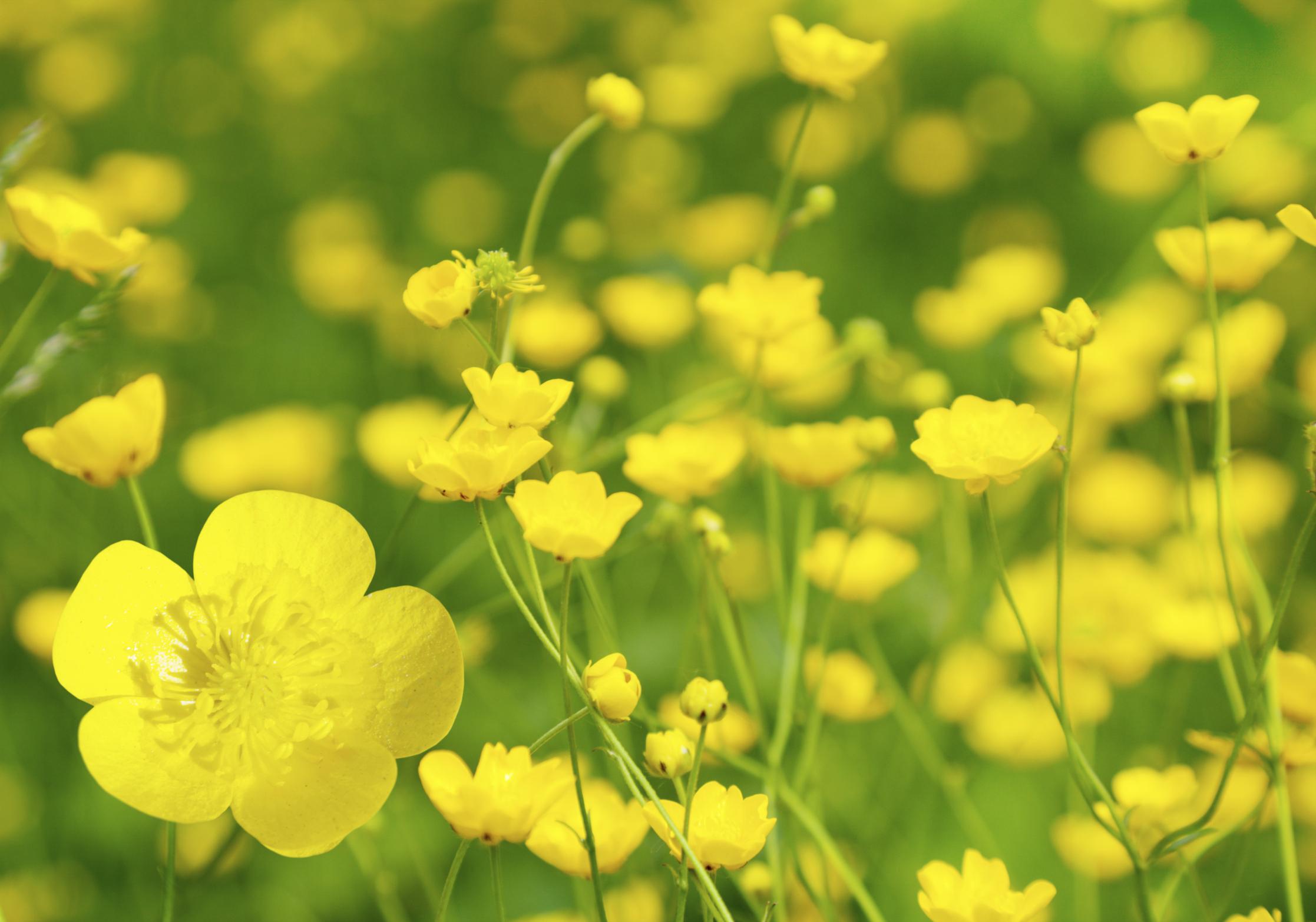 Buttercup Flower Wallpapers - Top Free Buttercup Flower Backgrounds ...