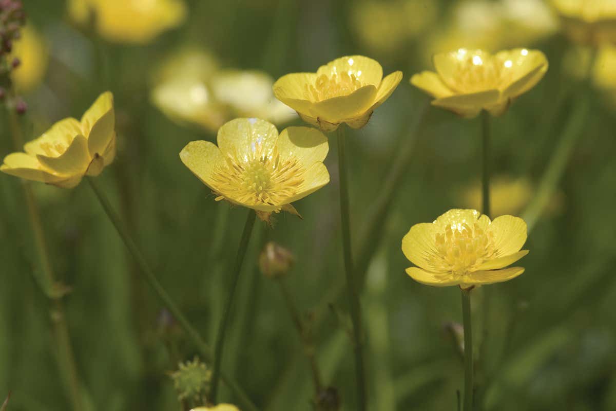 Buttercup Flower Wallpapers - Top Free Buttercup Flower Backgrounds ...
