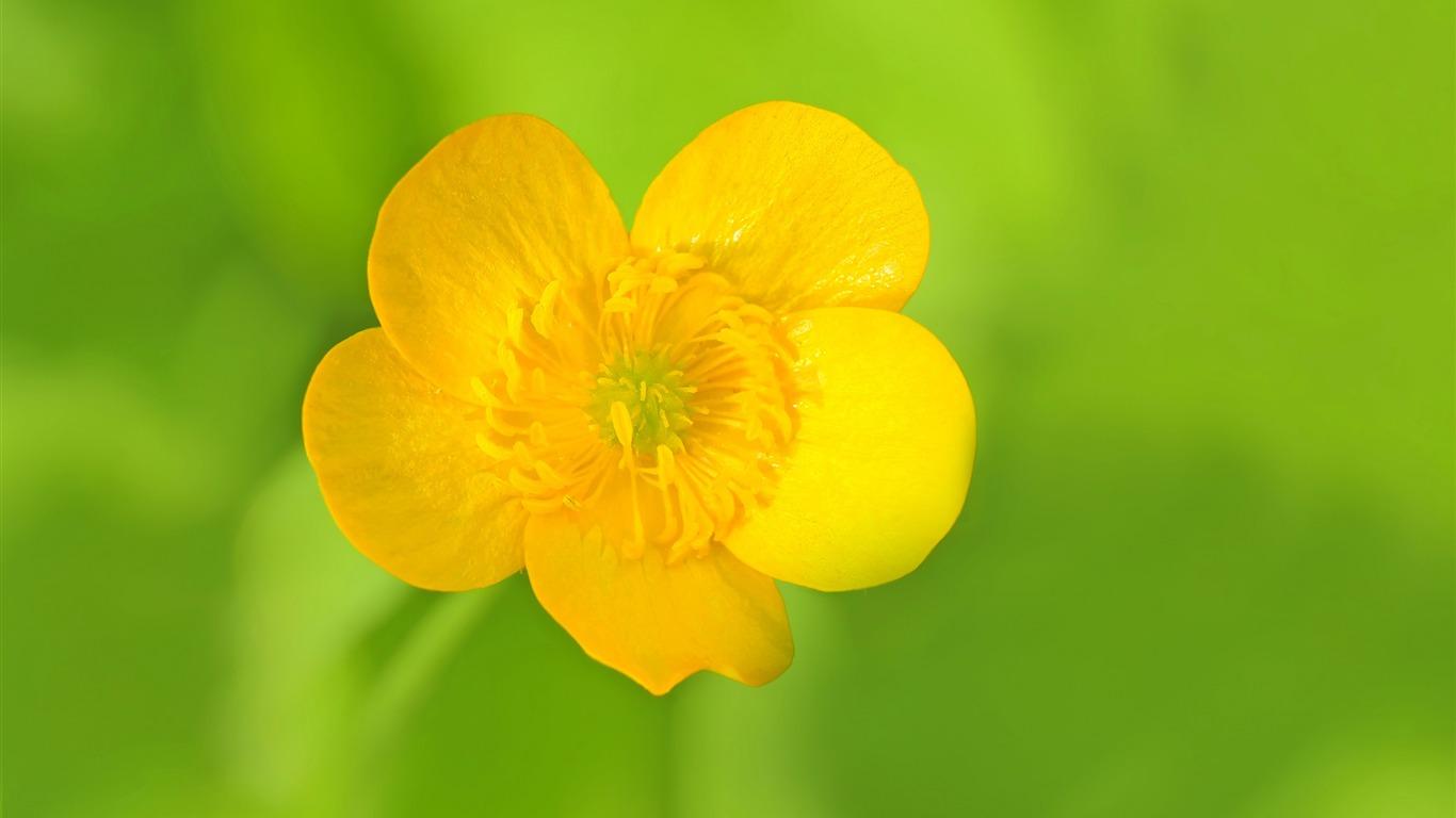 Buttercup Flower Wallpapers - Top Free Buttercup Flower Backgrounds ...