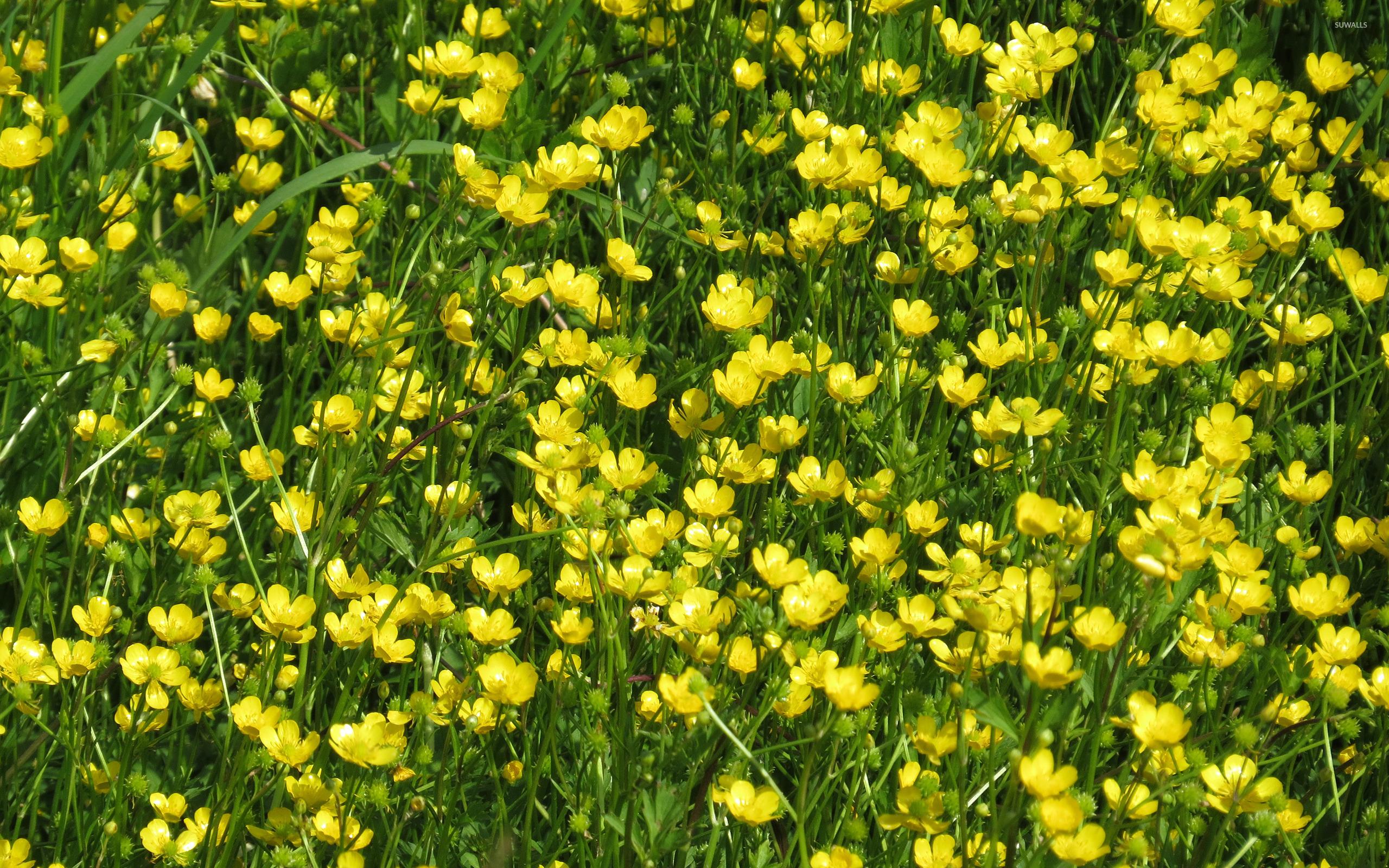 Buttercup Flower Wallpapers - Top Free Buttercup Flower Backgrounds ...
