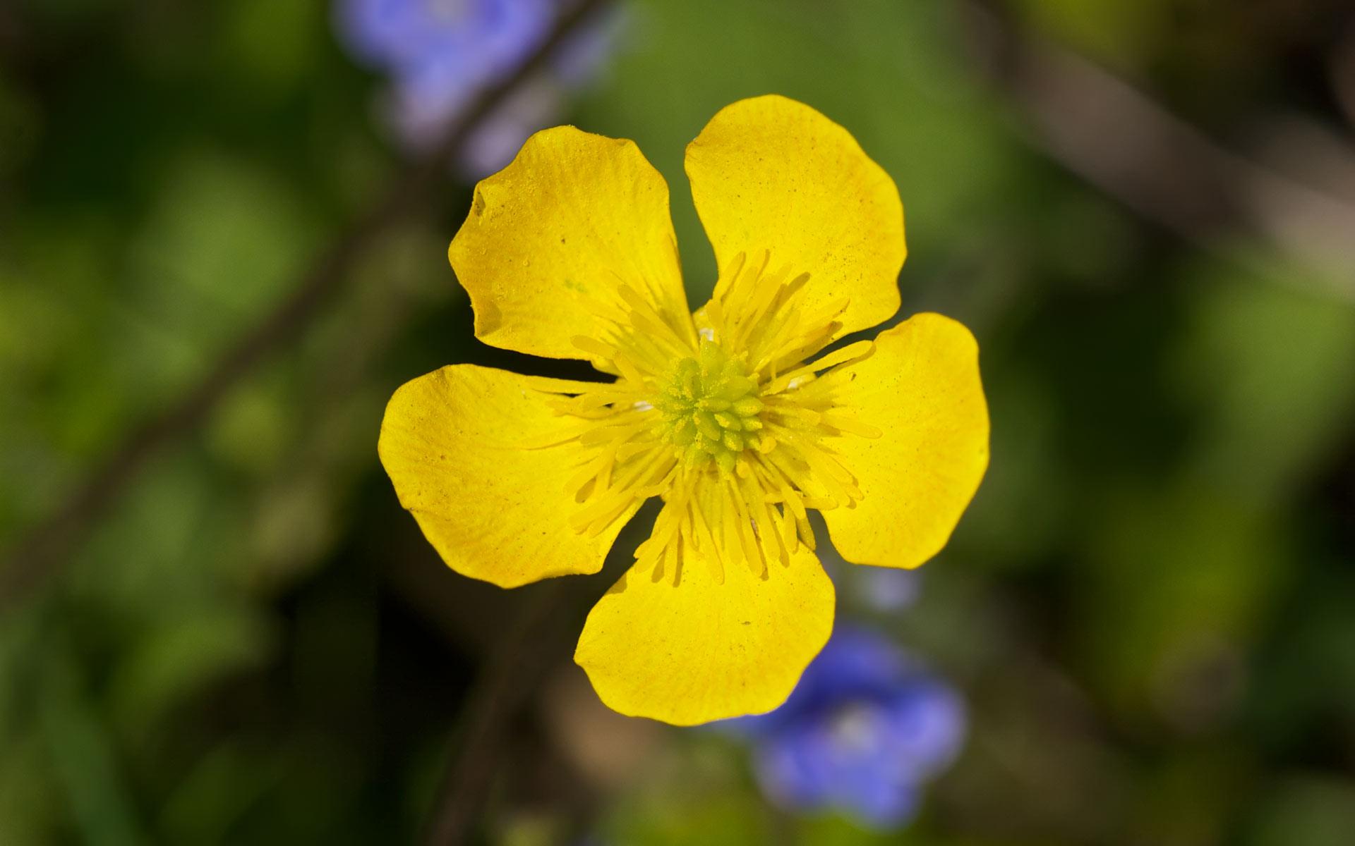 Buttercup Flower Wallpapers - Top Free Buttercup Flower Backgrounds ...