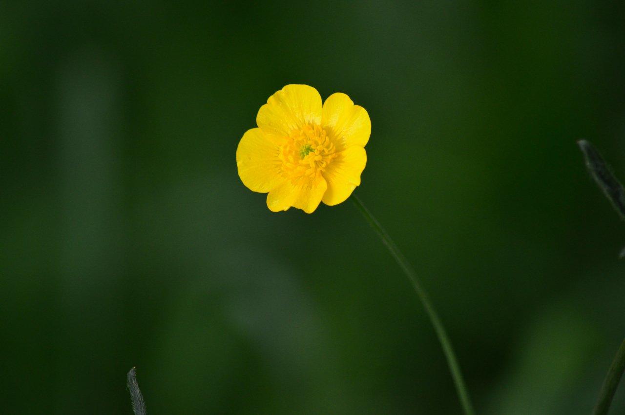 Buttercup Flower Wallpapers - Top Free Buttercup Flower Backgrounds ...
