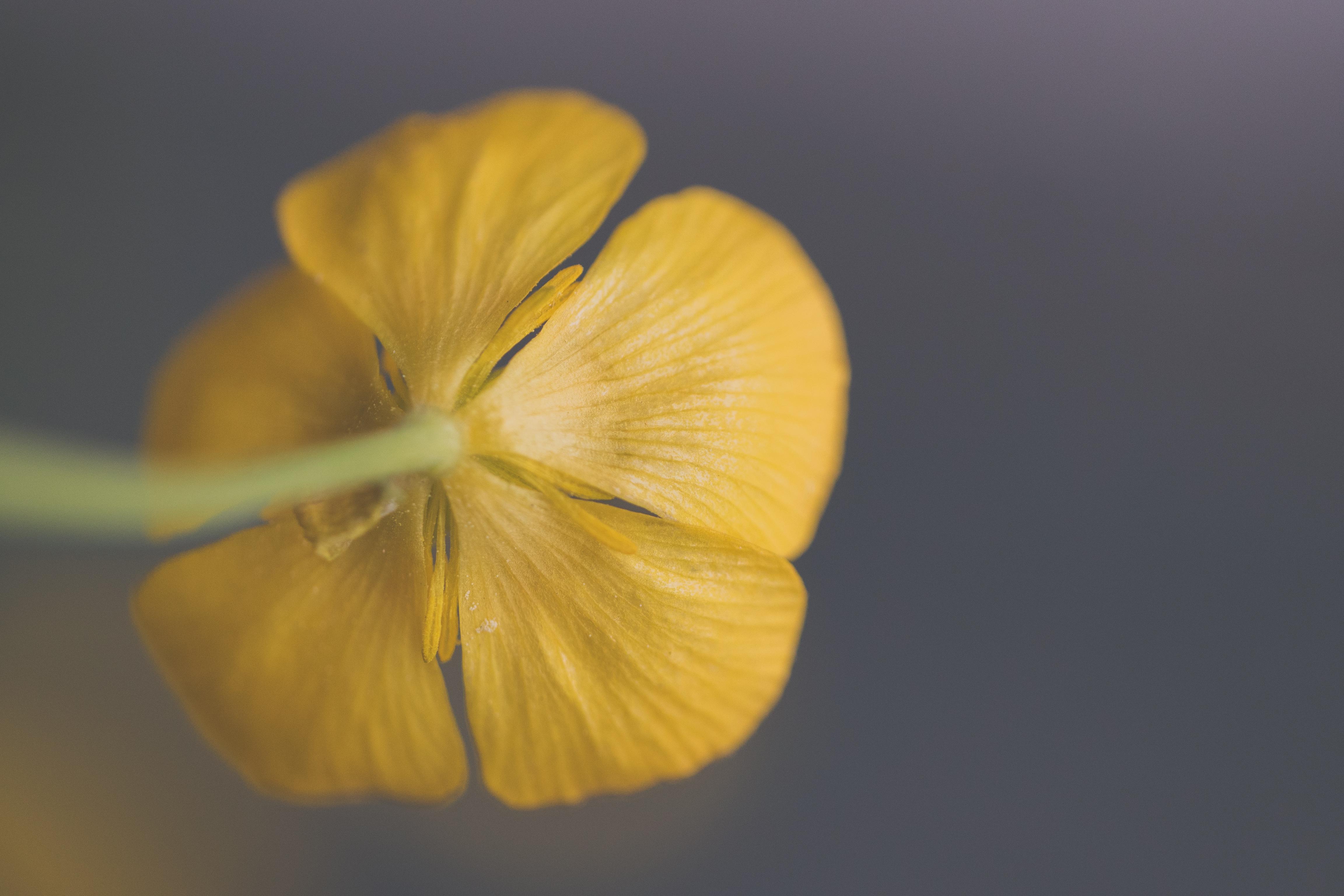 Buttercup Flower Wallpapers - Top Free Buttercup Flower Backgrounds ...