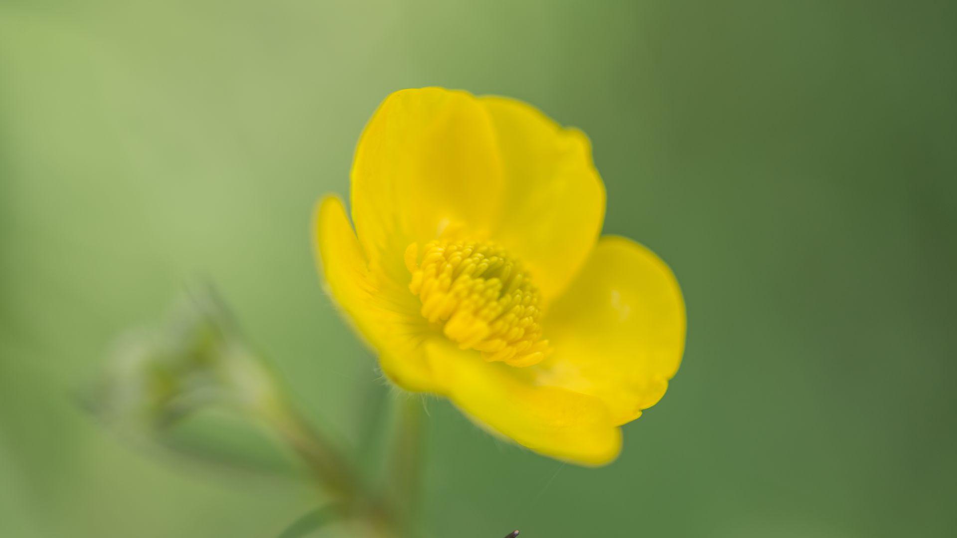 Buttercup Flower Wallpapers - Top Free Buttercup Flower Backgrounds ...