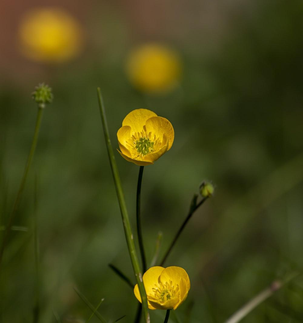 Buttercup Flower Wallpapers - Top Free Buttercup Flower Backgrounds ...
