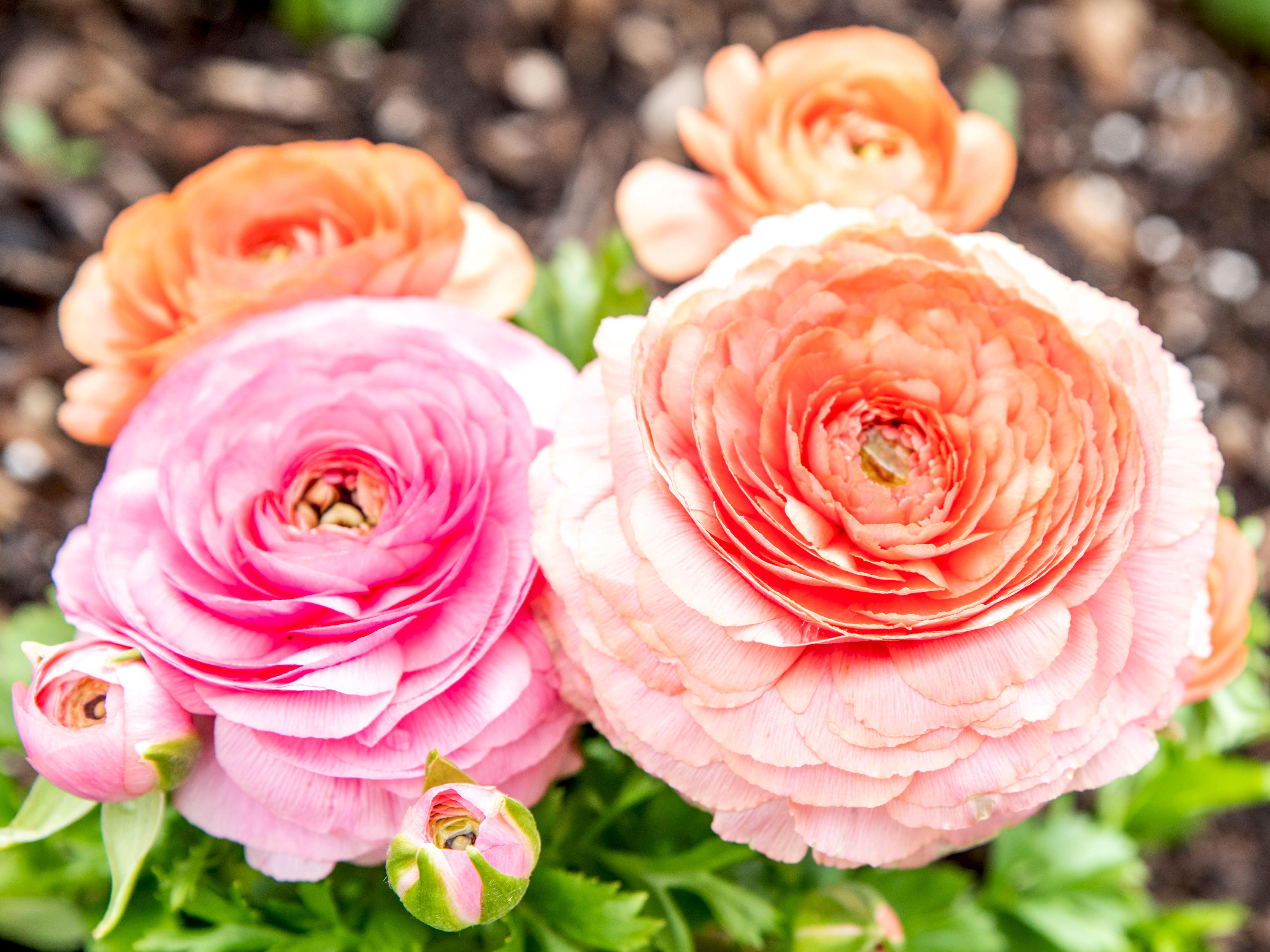 Buttercup Flower Wallpapers - Top Free Buttercup Flower Backgrounds ...