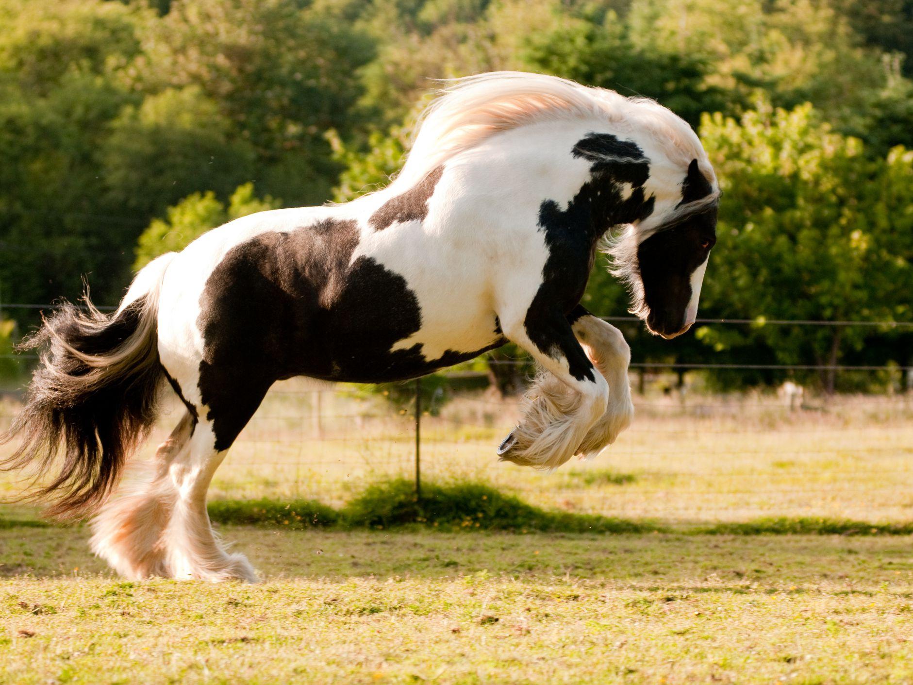 Gypsy Vanner Horse Wallpapers - Top Free Gypsy Vanner Horse Backgrounds ...