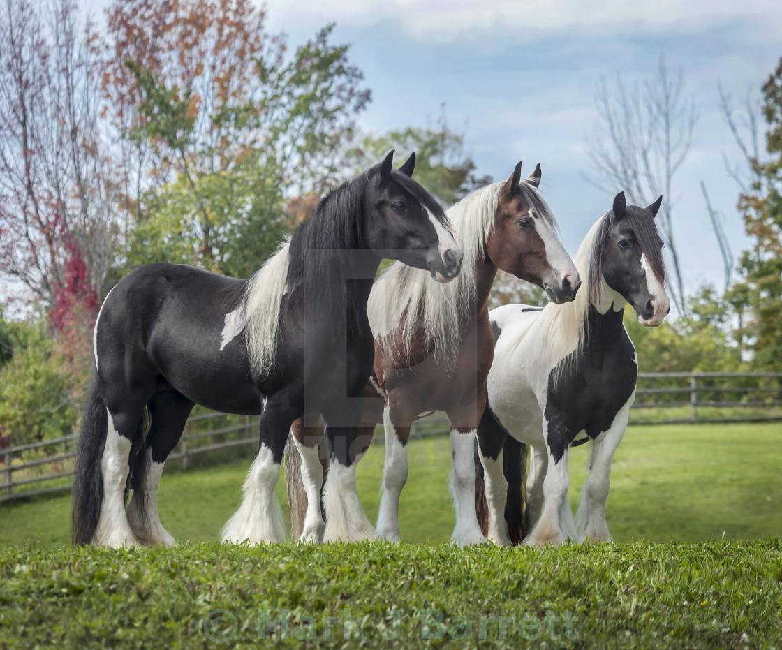 Gypsy Vanner Horse Wallpapers - Top Free Gypsy Vanner Horse Backgrounds ...