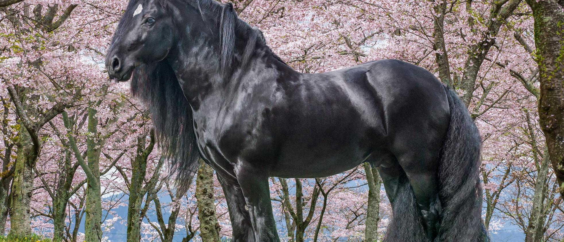 Gypsy Vanner Horse Wallpapers - Top Free Gypsy Vanner Horse Backgrounds ...