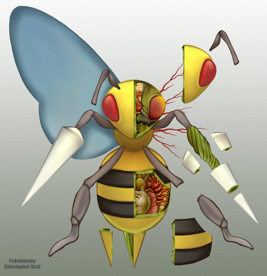 Beedrill Wallpapers - Top Free Beedrill Backgrounds - WallpaperAccess