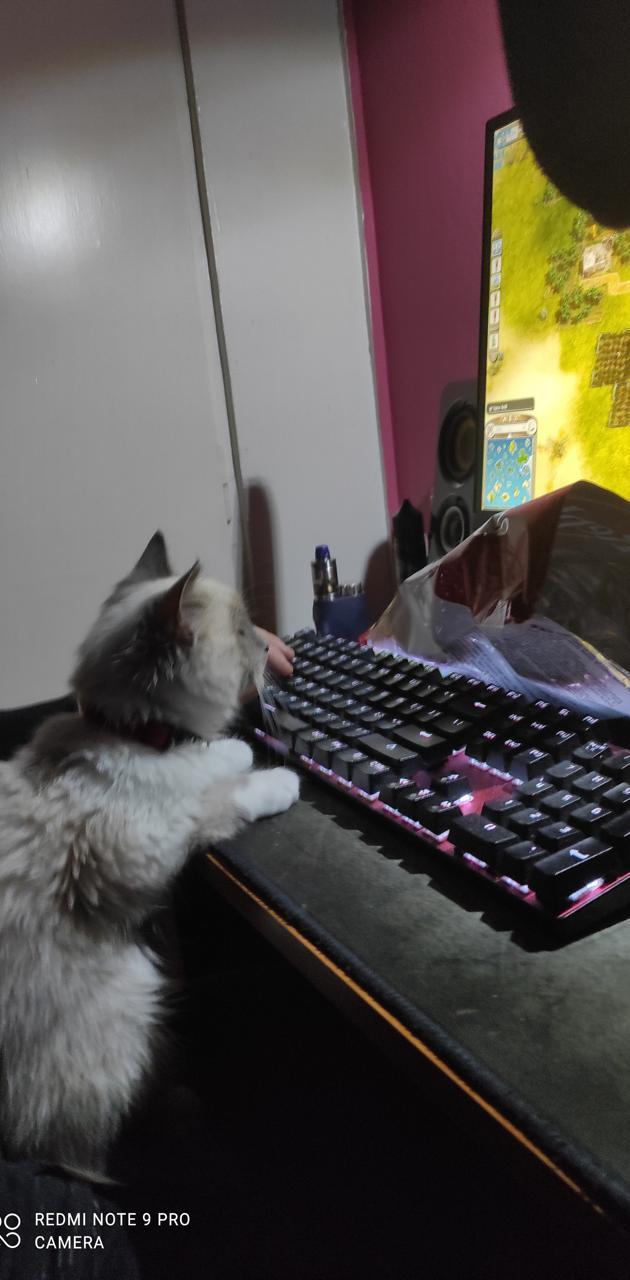 GaMERCaT Wallpapers - Top Free GaMERCaT Backgrounds - WallpaperAccess