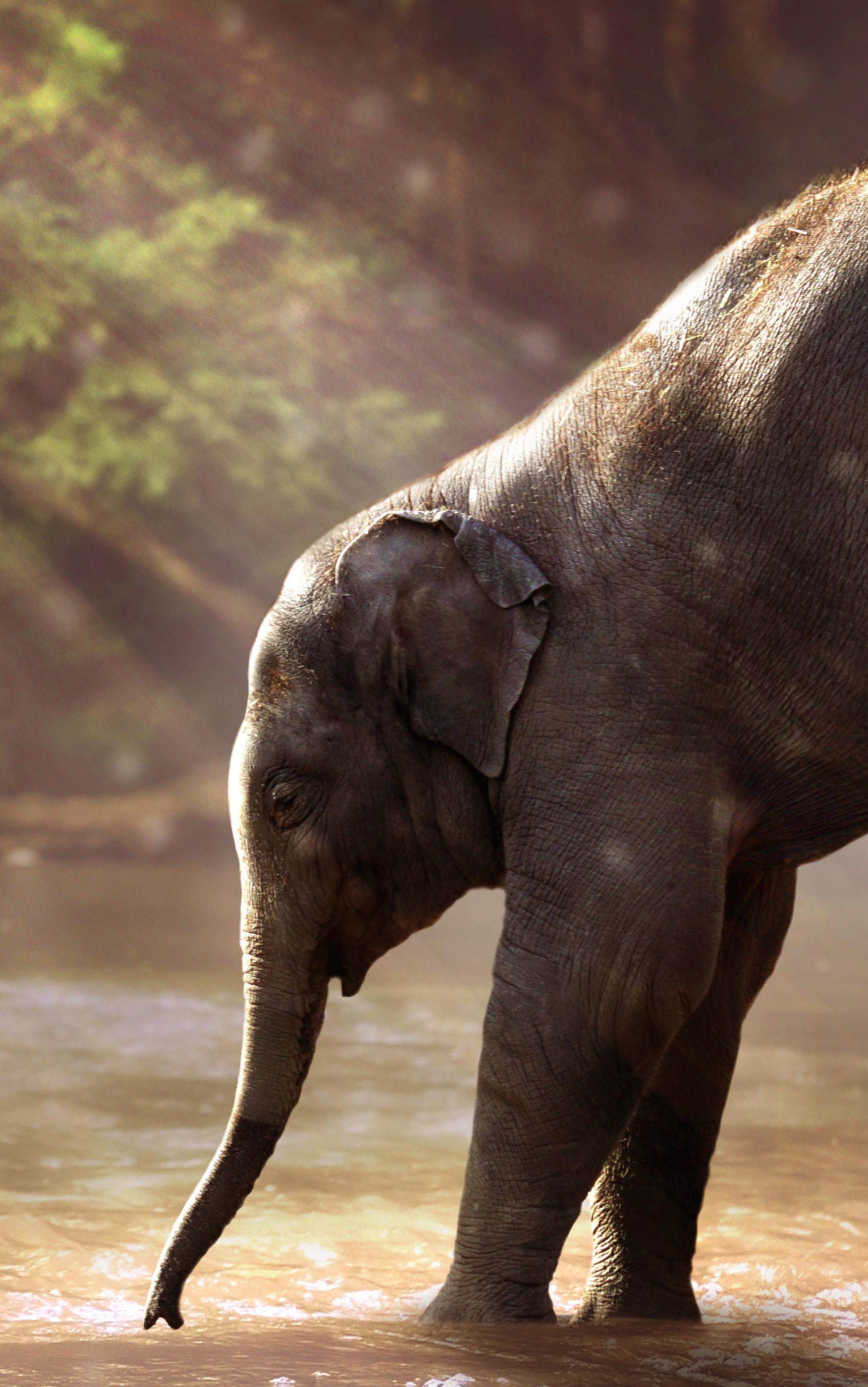 Baby Elephant Phone Wallpapers - Top Free Baby Elephant Phone ...