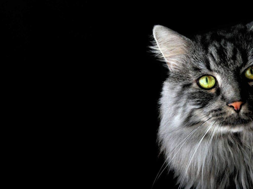 GaMERCaT Wallpapers - Top Free GaMERCaT Backgrounds - WallpaperAccess