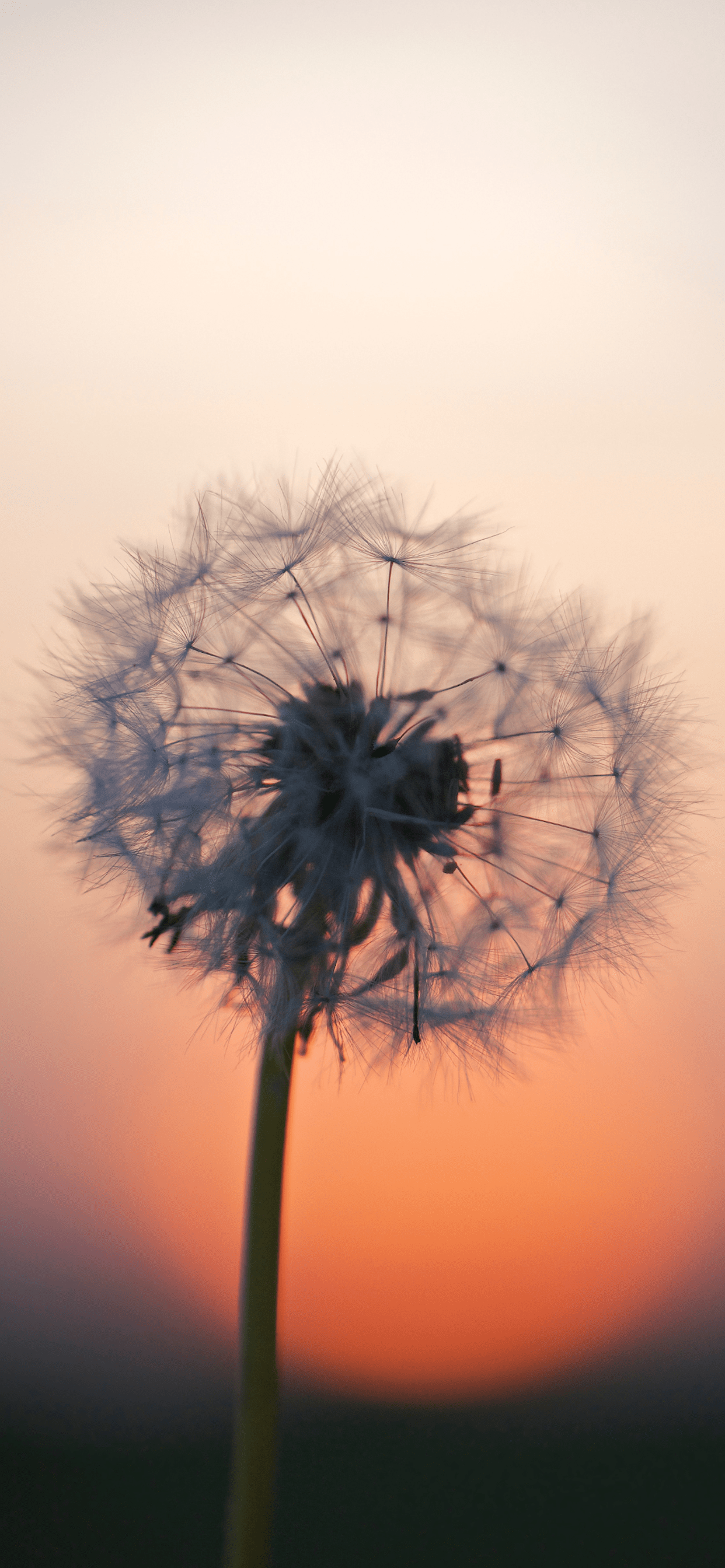 Dandelion iPhone Wallpapers - Top Free Dandelion iPhone Backgrounds ...