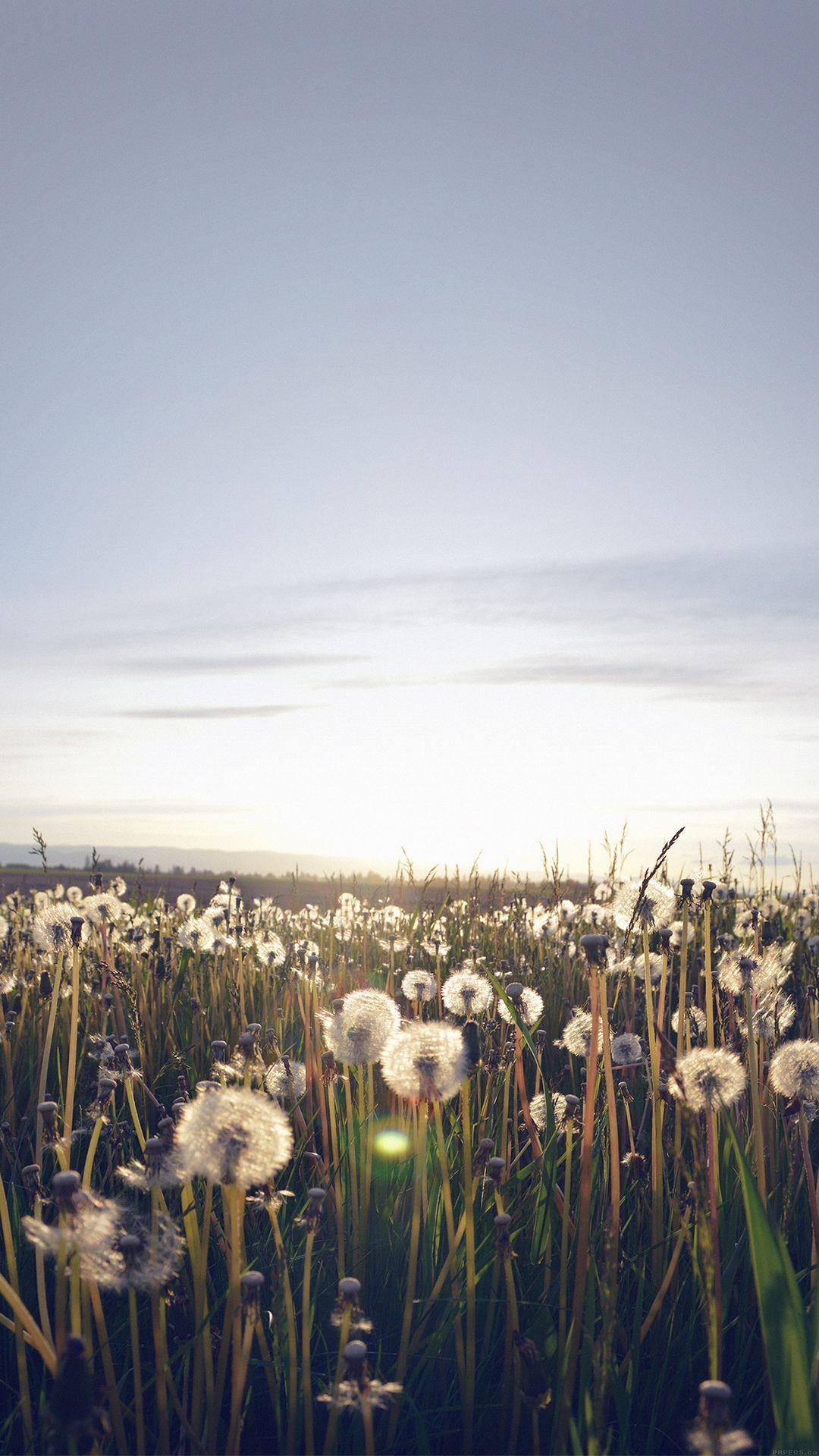 Dandelion iPhone Wallpapers - Top Free Dandelion iPhone Backgrounds ...