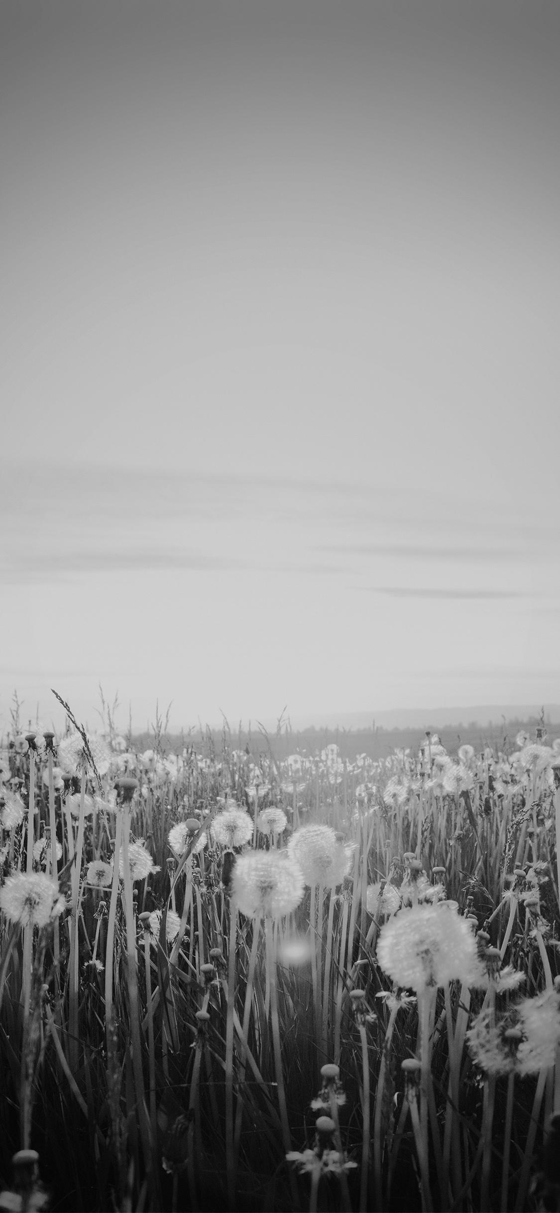 Dandelion iPhone Wallpapers - Top Free Dandelion iPhone Backgrounds ...