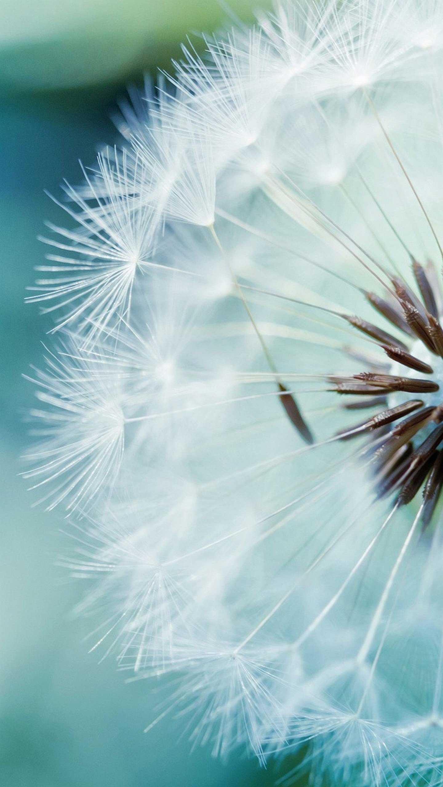 Dandelion iPhone Wallpapers - Top Free Dandelion iPhone Backgrounds ...