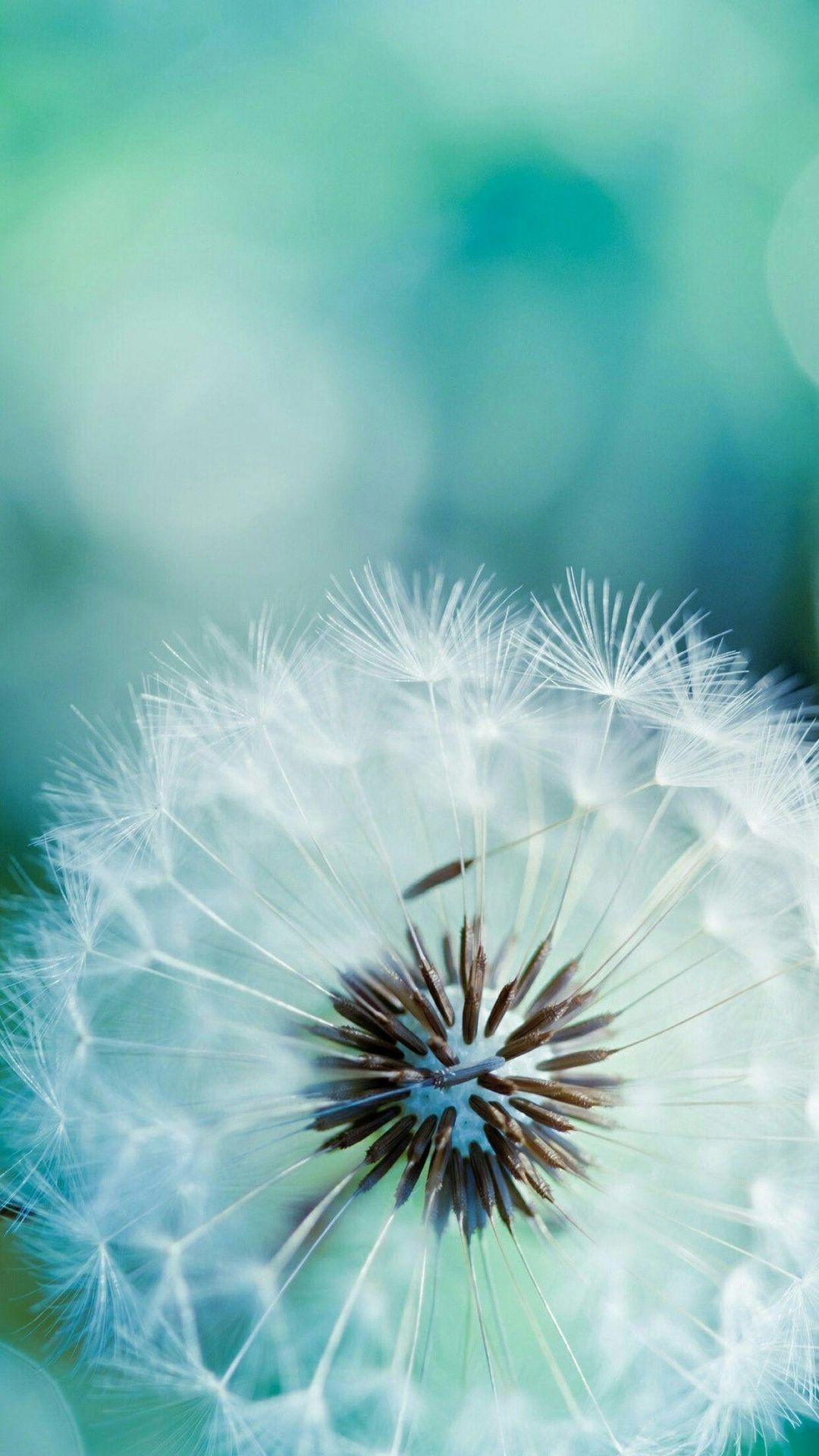 Dandelion iPhone Wallpapers - Top Free Dandelion iPhone Backgrounds ...