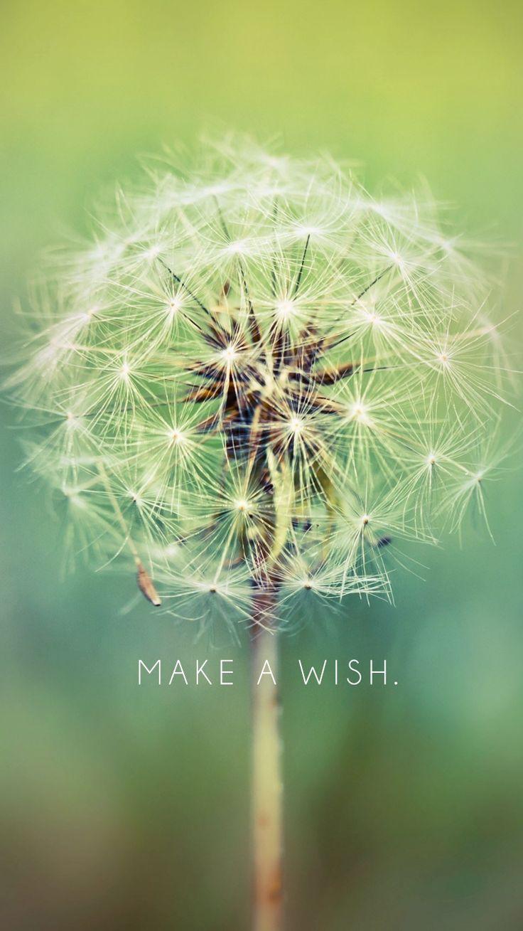 Dandelion iPhone Wallpapers - Top Free Dandelion iPhone Backgrounds ...