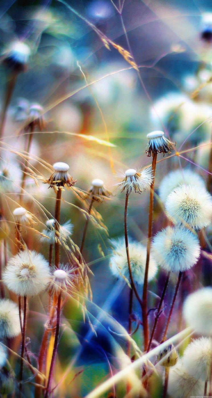 Dandelion iPhone Wallpapers - Top Free Dandelion iPhone Backgrounds ...