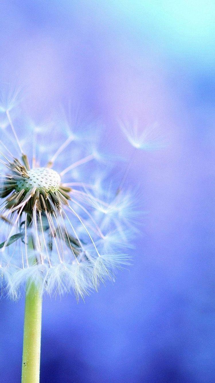 Dandelion iPhone Wallpapers - Top Free Dandelion iPhone Backgrounds ...