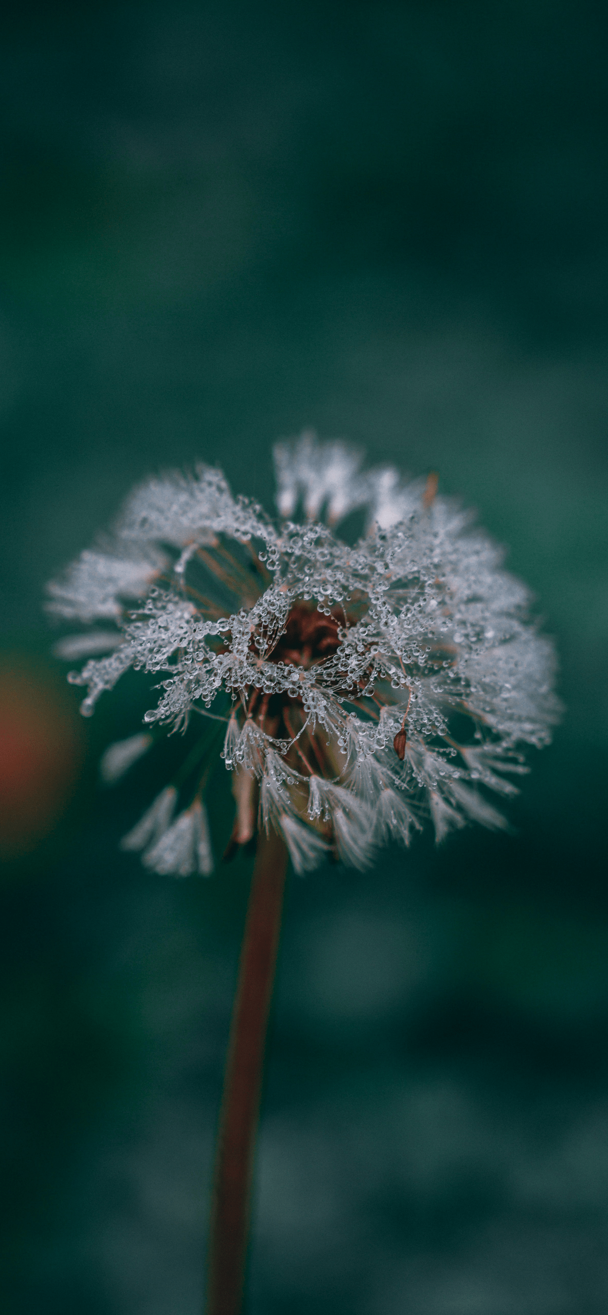 Dandelion iPhone Wallpapers - Top Free Dandelion iPhone Backgrounds ...