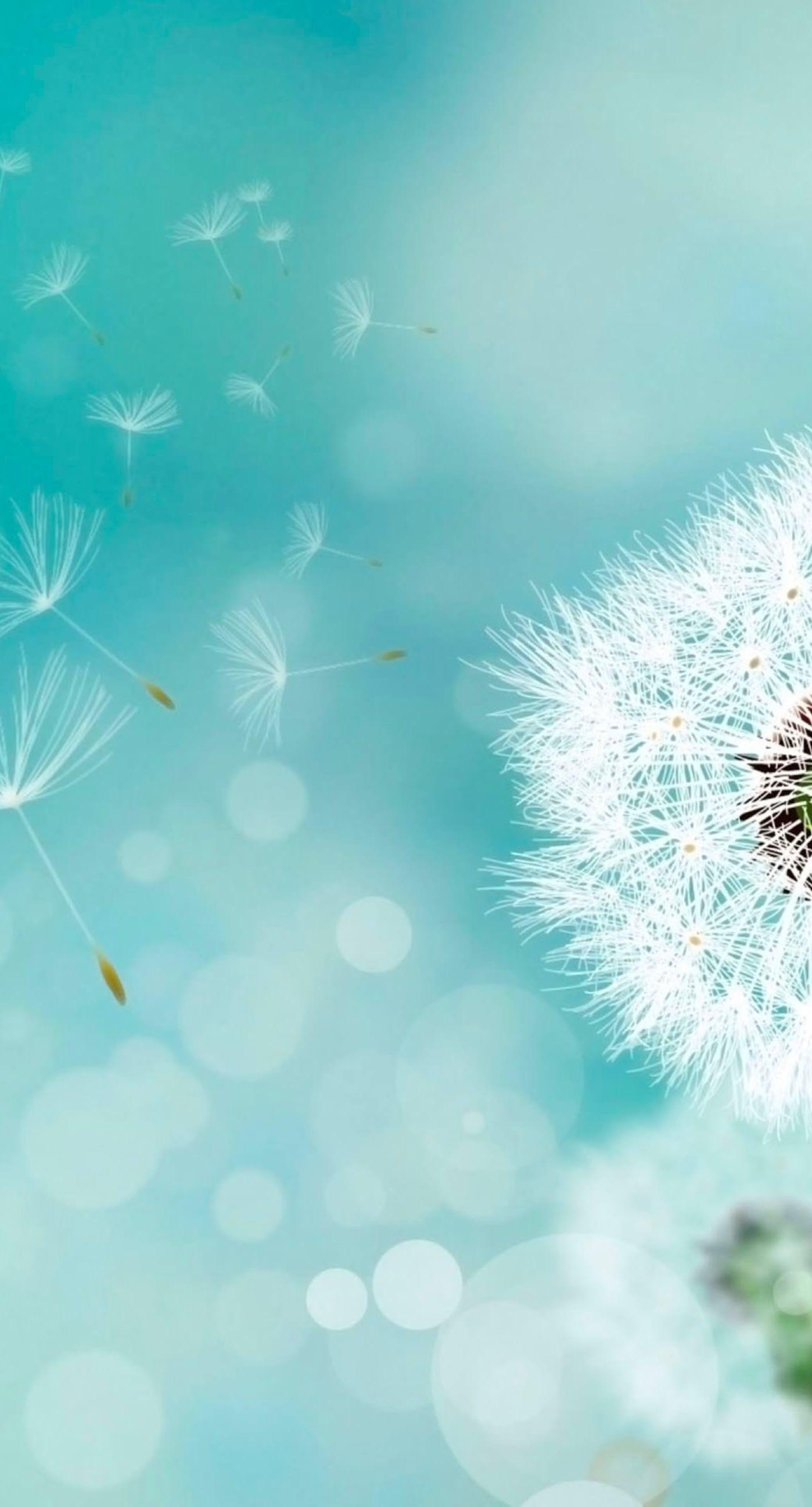 Dandelion iPhone Wallpapers - Top Free Dandelion iPhone Backgrounds ...