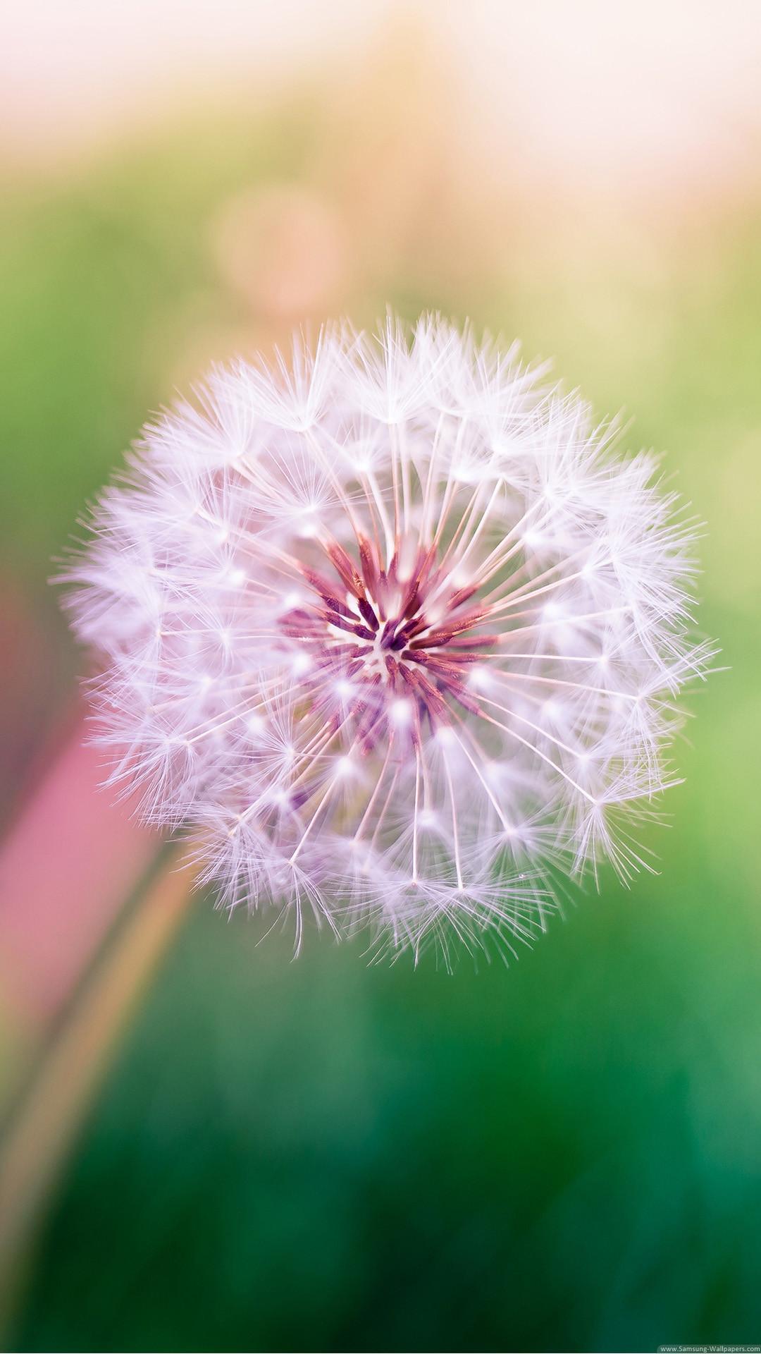 Dandelion iPhone Wallpapers - Top Free Dandelion iPhone Backgrounds ...