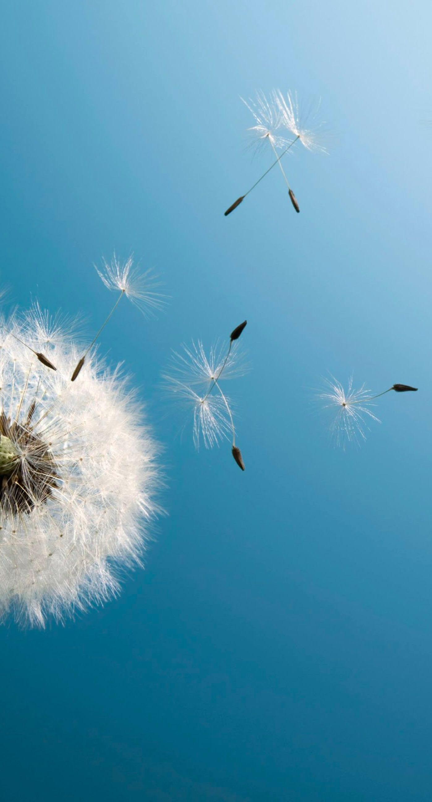 Dandelion iPhone Wallpapers - Top Free Dandelion iPhone Backgrounds ...