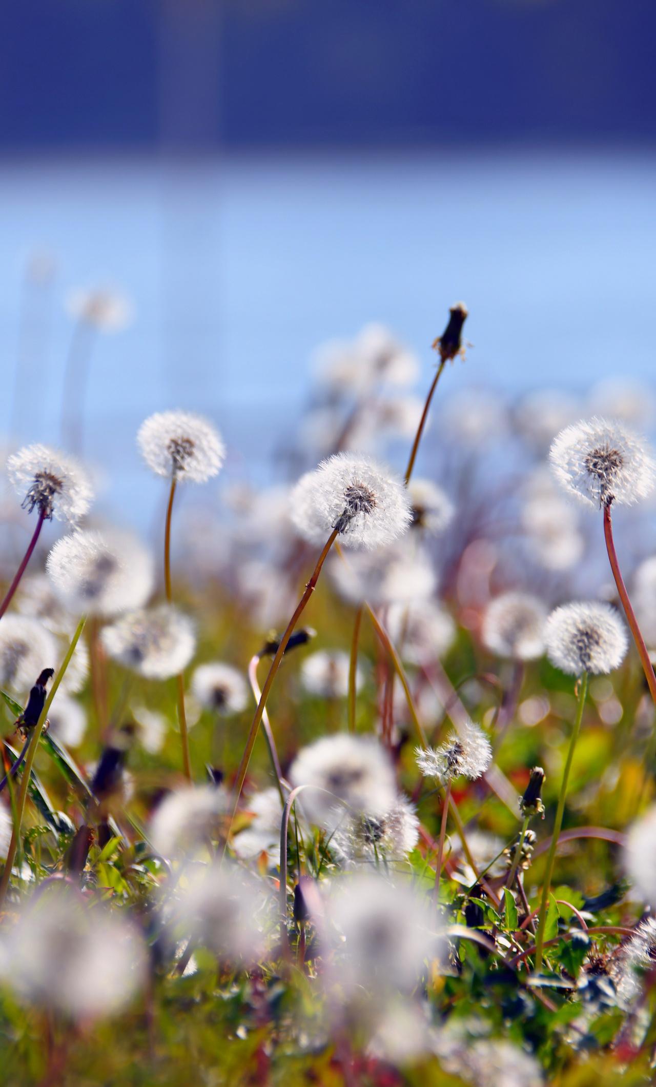 Dandelion iPhone Wallpapers - Top Free Dandelion iPhone Backgrounds ...