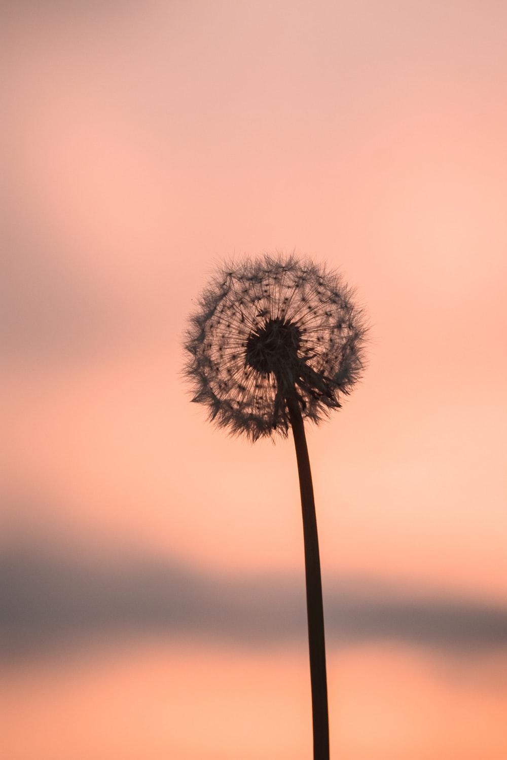 Dandelion iPhone Wallpapers - Top Free Dandelion iPhone Backgrounds ...