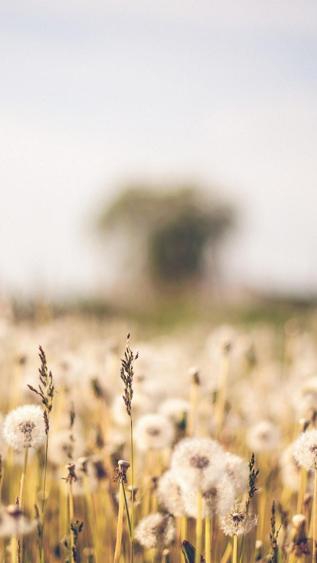 Dandelion iPhone Wallpapers - Top Free Dandelion iPhone Backgrounds ...