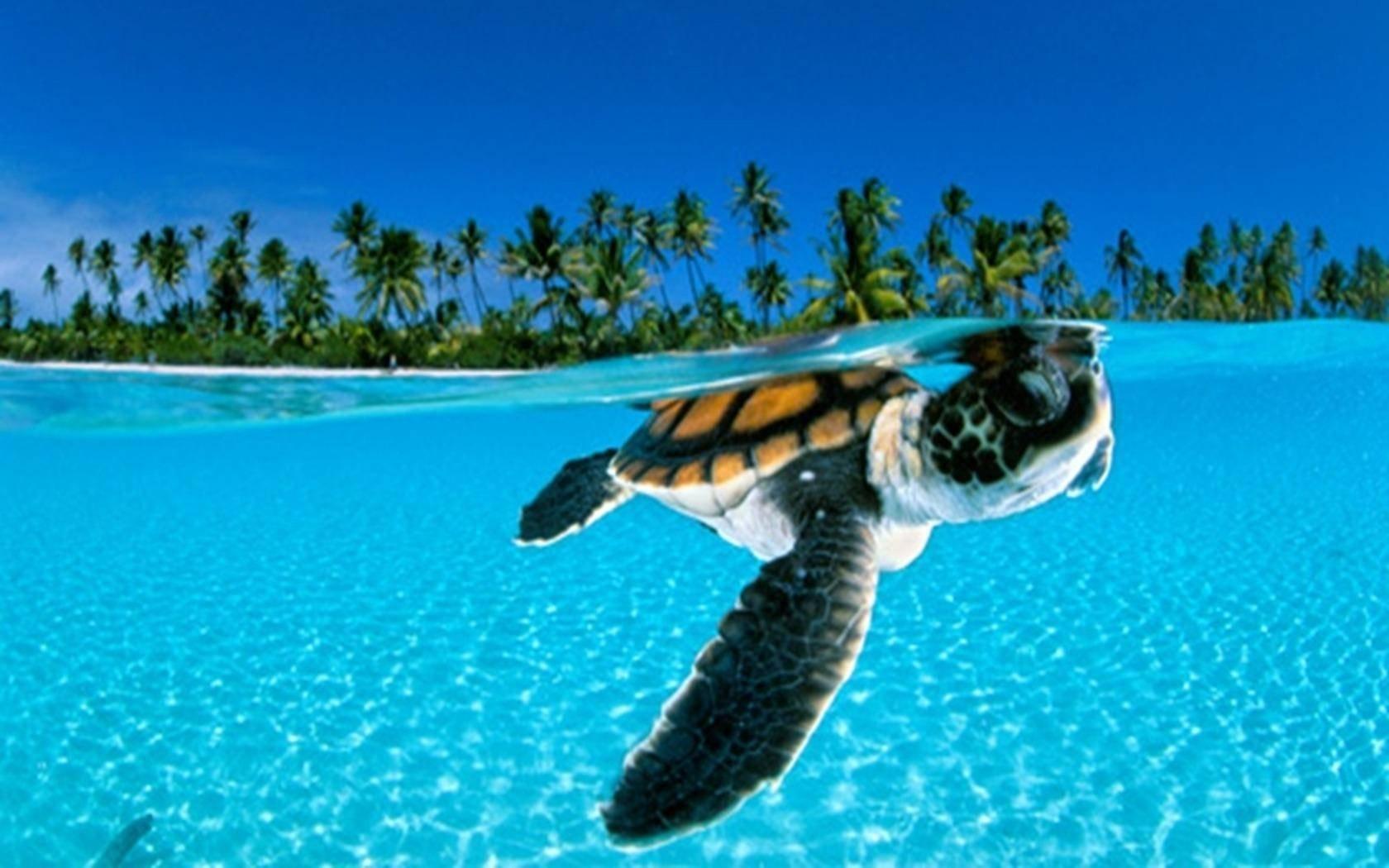 Beach Turtle Wallpapers - Top Free Beach Turtle Backgrounds ...