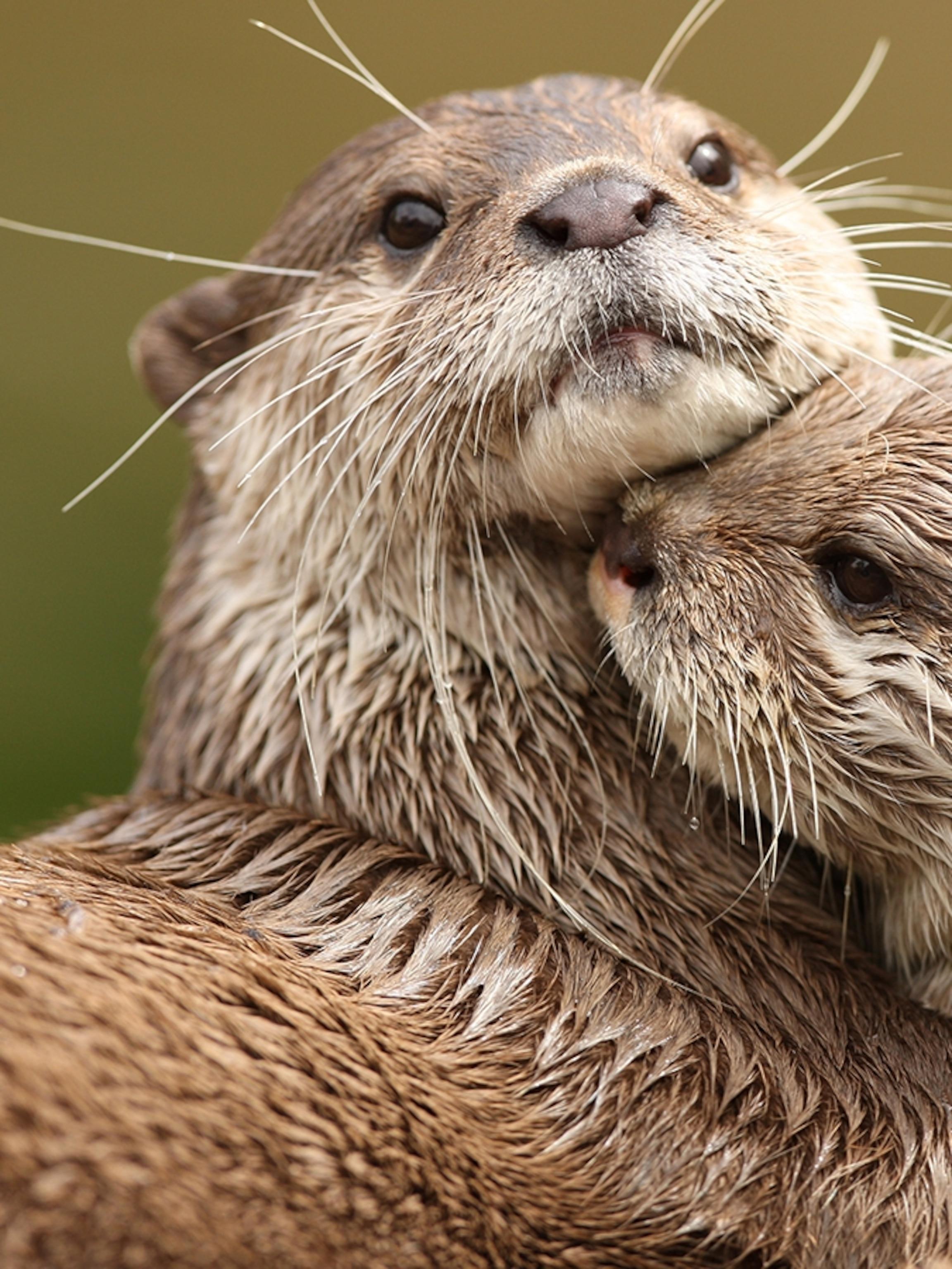 River Otter Wallpapers - Top Free River Otter Backgrounds - WallpaperAccess