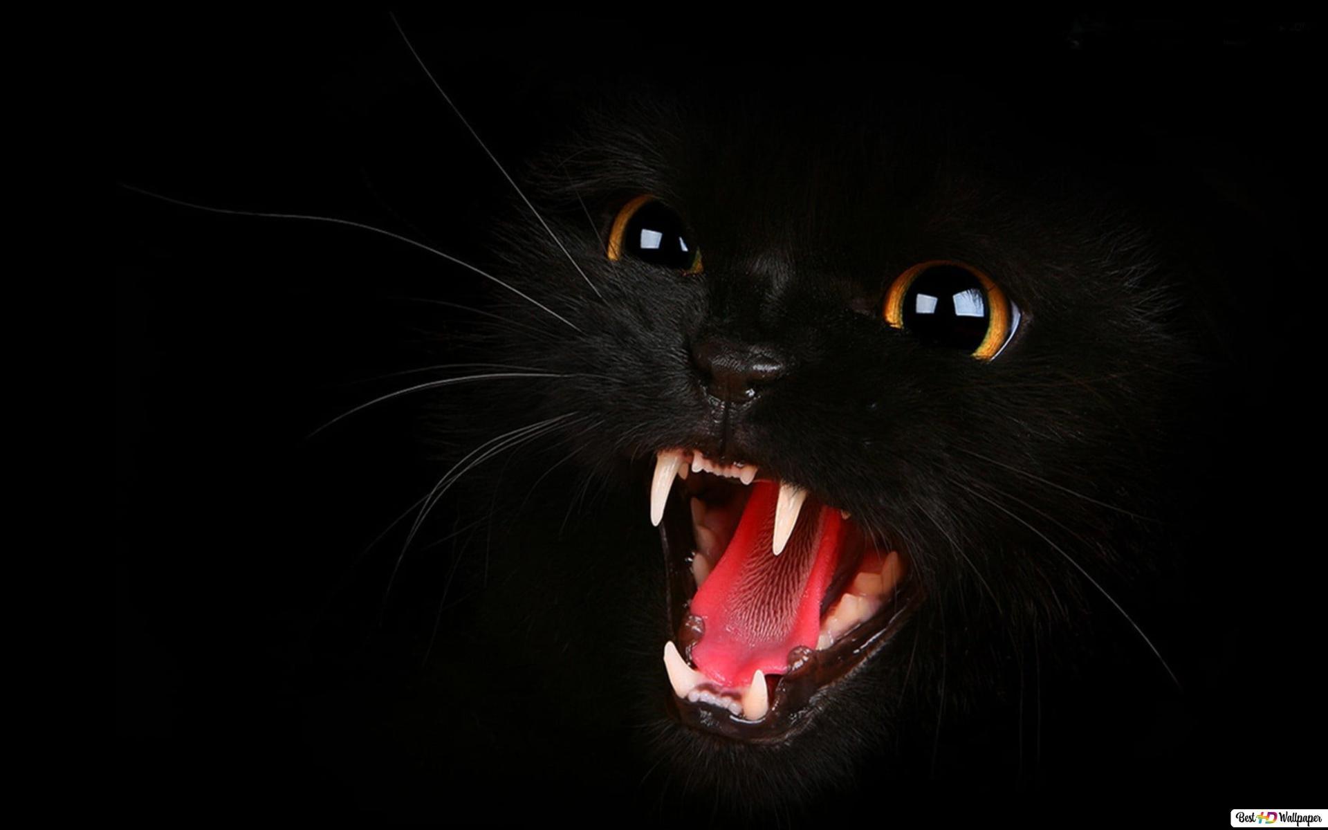 Cool Black Cat Wallpapers - Top Free Cool Black Cat Backgrounds ...
