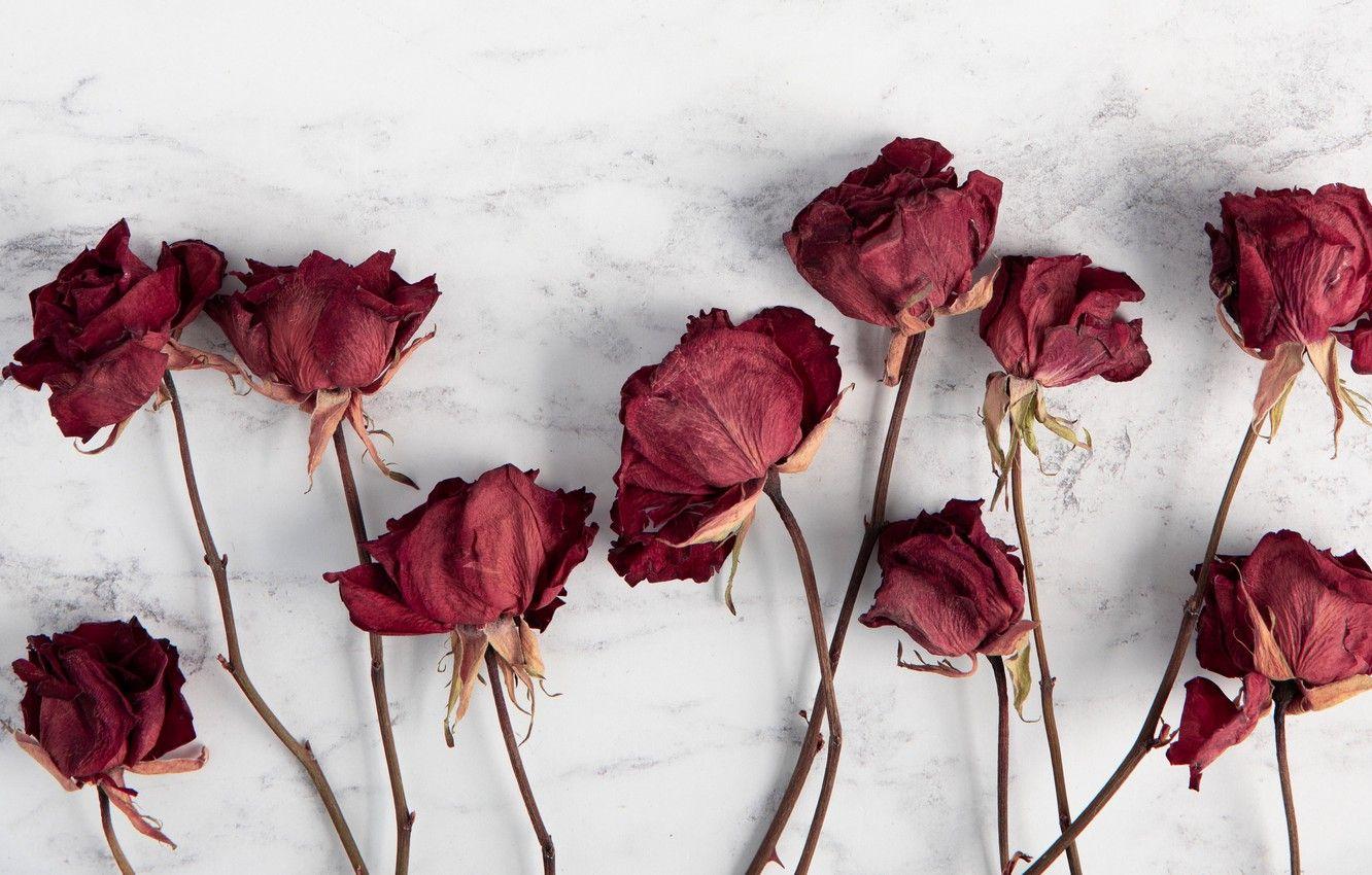 Dried Flowers Desktop Wallpapers - Top Free Dried Flowers Desktop ...