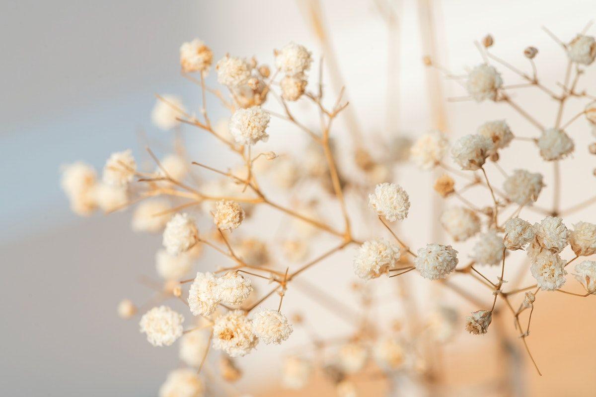 Dried Flowers Desktop Wallpapers - Top Free Dried Flowers Desktop ...