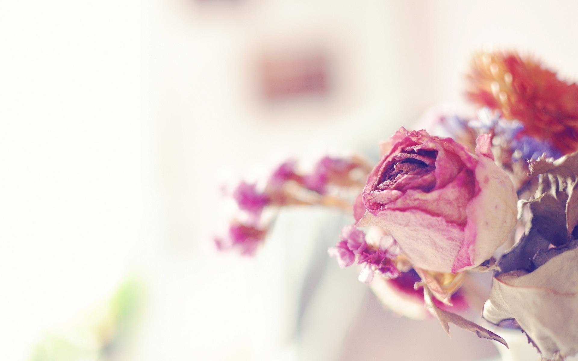 Dried Flowers Desktop Wallpapers - Top Free Dried Flowers Desktop ...