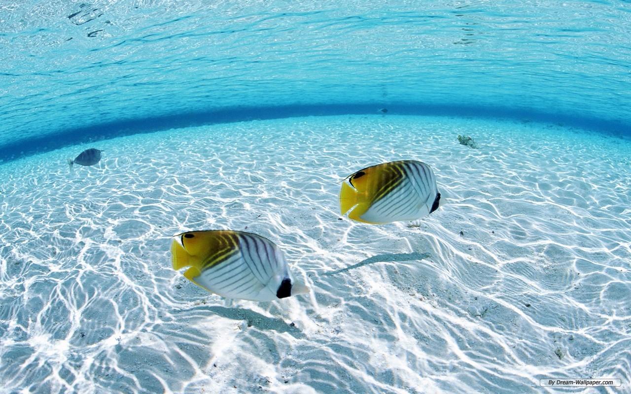 Clear Ocean Wallpapers - Top Free Clear Ocean Backgrounds - WallpaperAccess