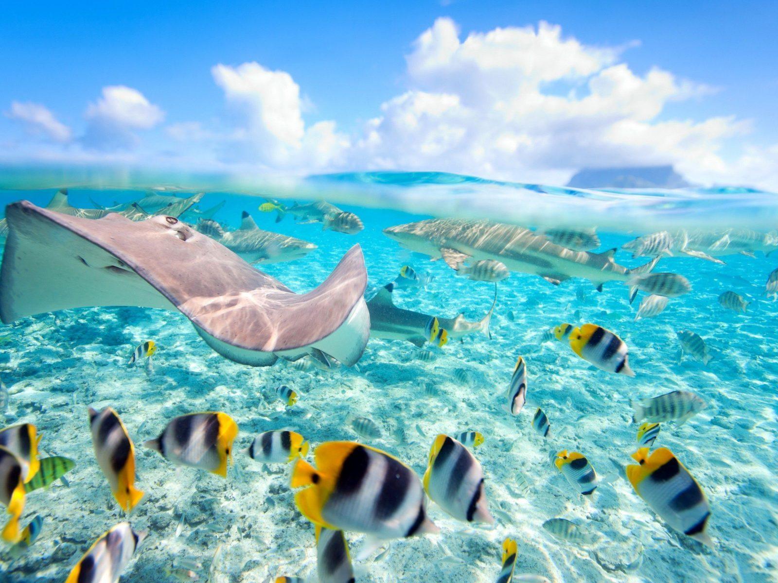 Clear Ocean Wallpapers - Top Free Clear Ocean Backgrounds - WallpaperAccess