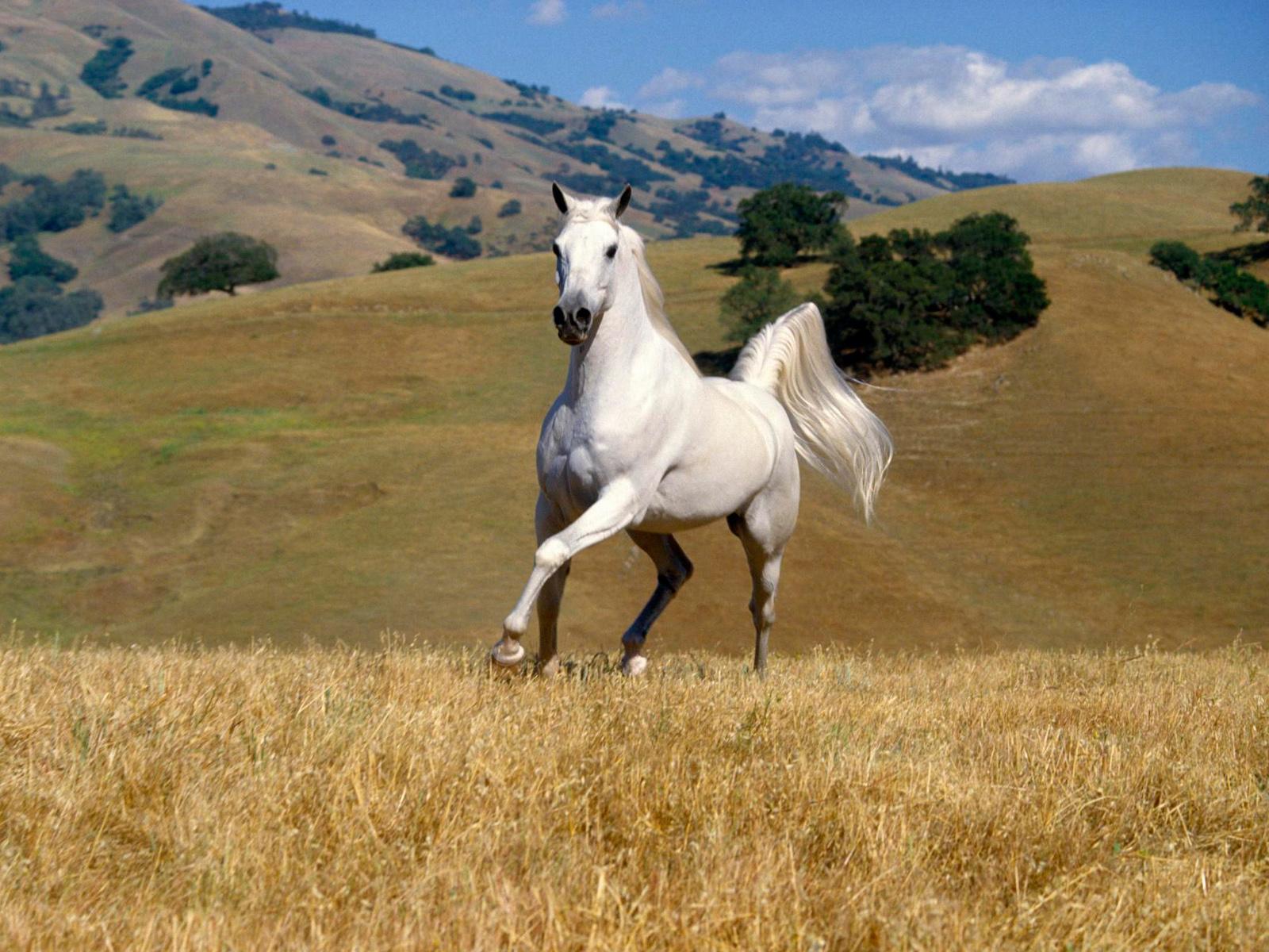 Beautiful White Horse Wallpapers - Top Free Beautiful White Horse ...