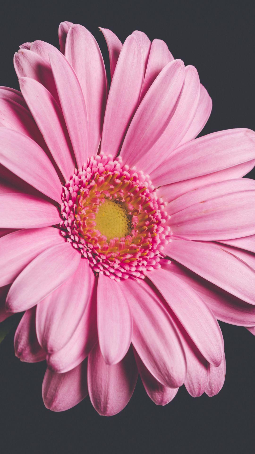 Pink Gerbera Daisy Wallpapers - Top Free Pink Gerbera Daisy Backgrounds ...