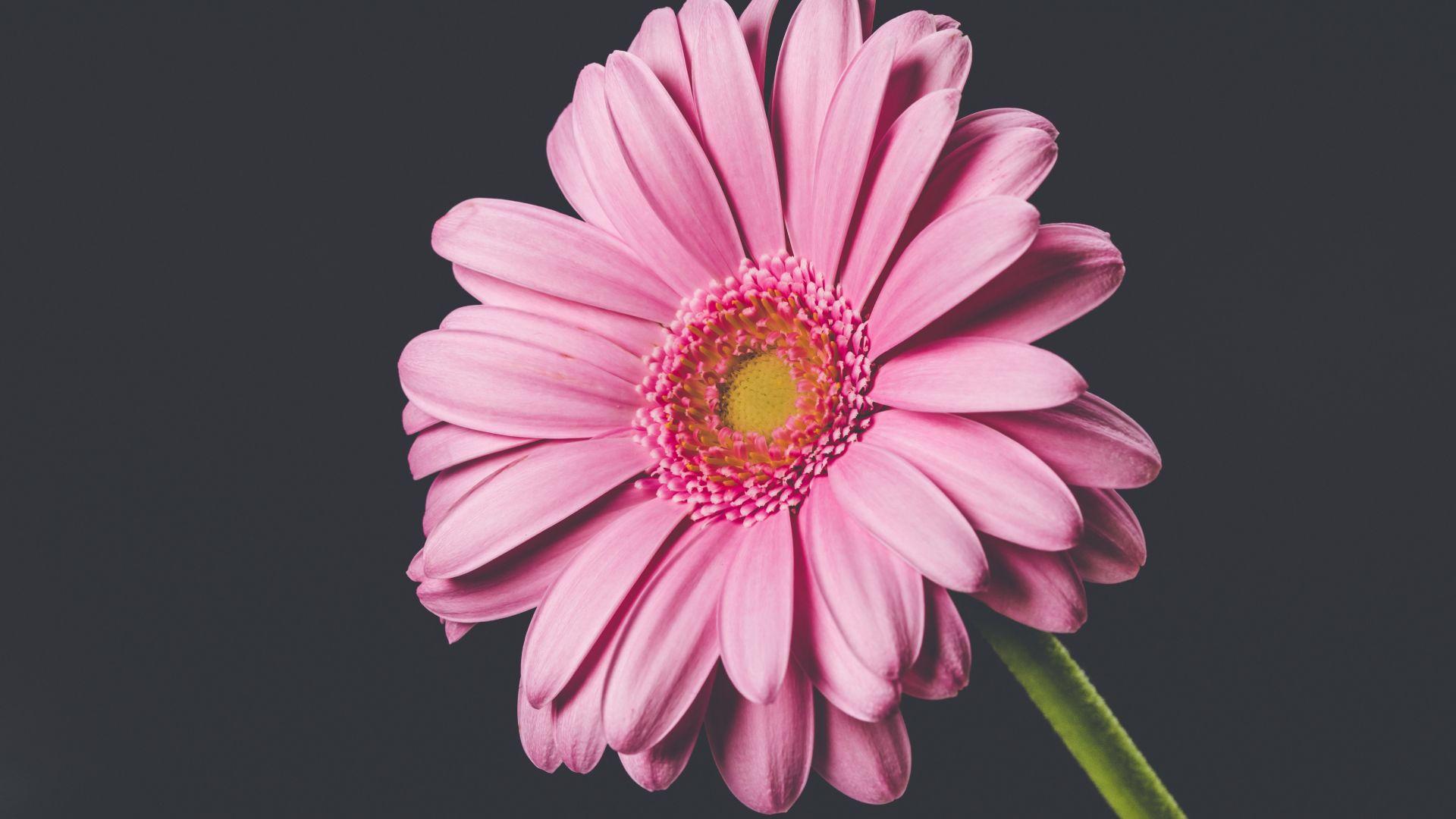 Pink Gerbera Daisy Wallpapers - Top Free Pink Gerbera Daisy Backgrounds ...