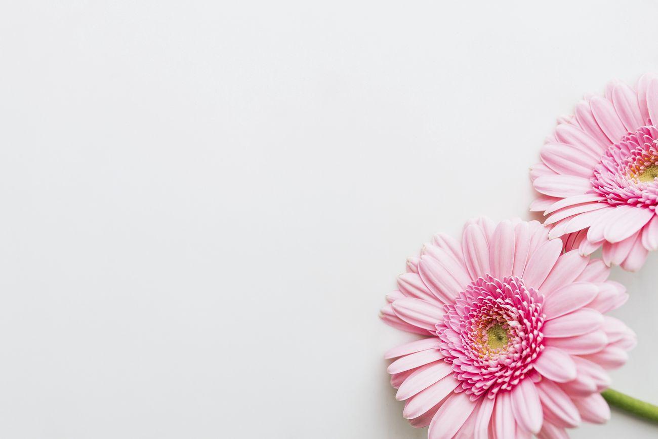 Pink Gerbera Daisy Wallpapers - Top Free Pink Gerbera Daisy Backgrounds ...