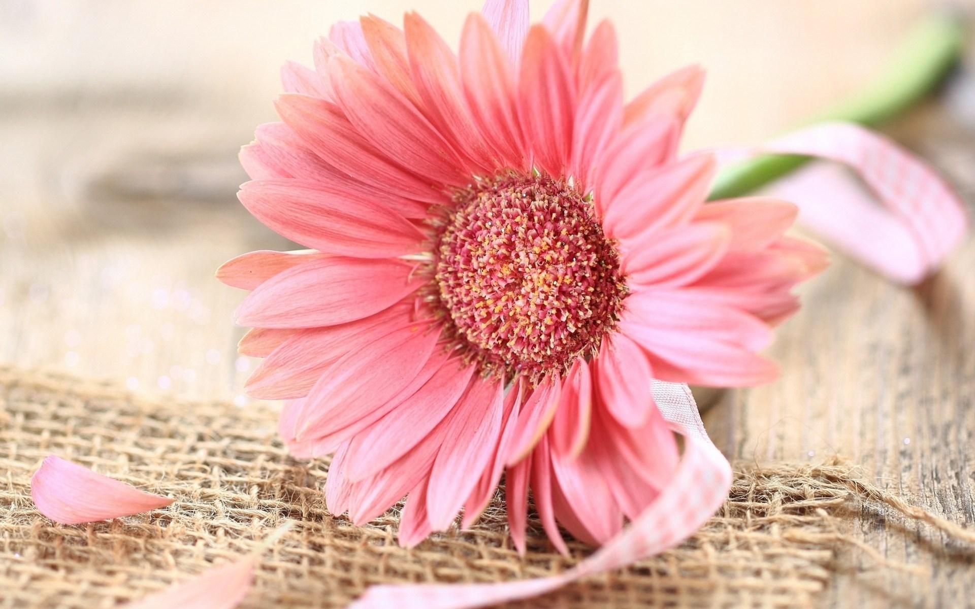 Pink Gerbera Daisy Wallpapers - Top Free Pink Gerbera Daisy Backgrounds ...