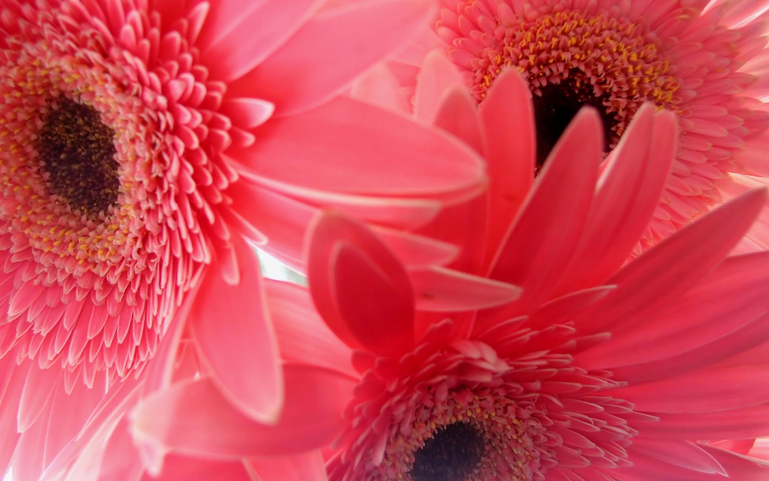 Pink Gerbera Daisy Wallpapers - Top Free Pink Gerbera Daisy Backgrounds ...