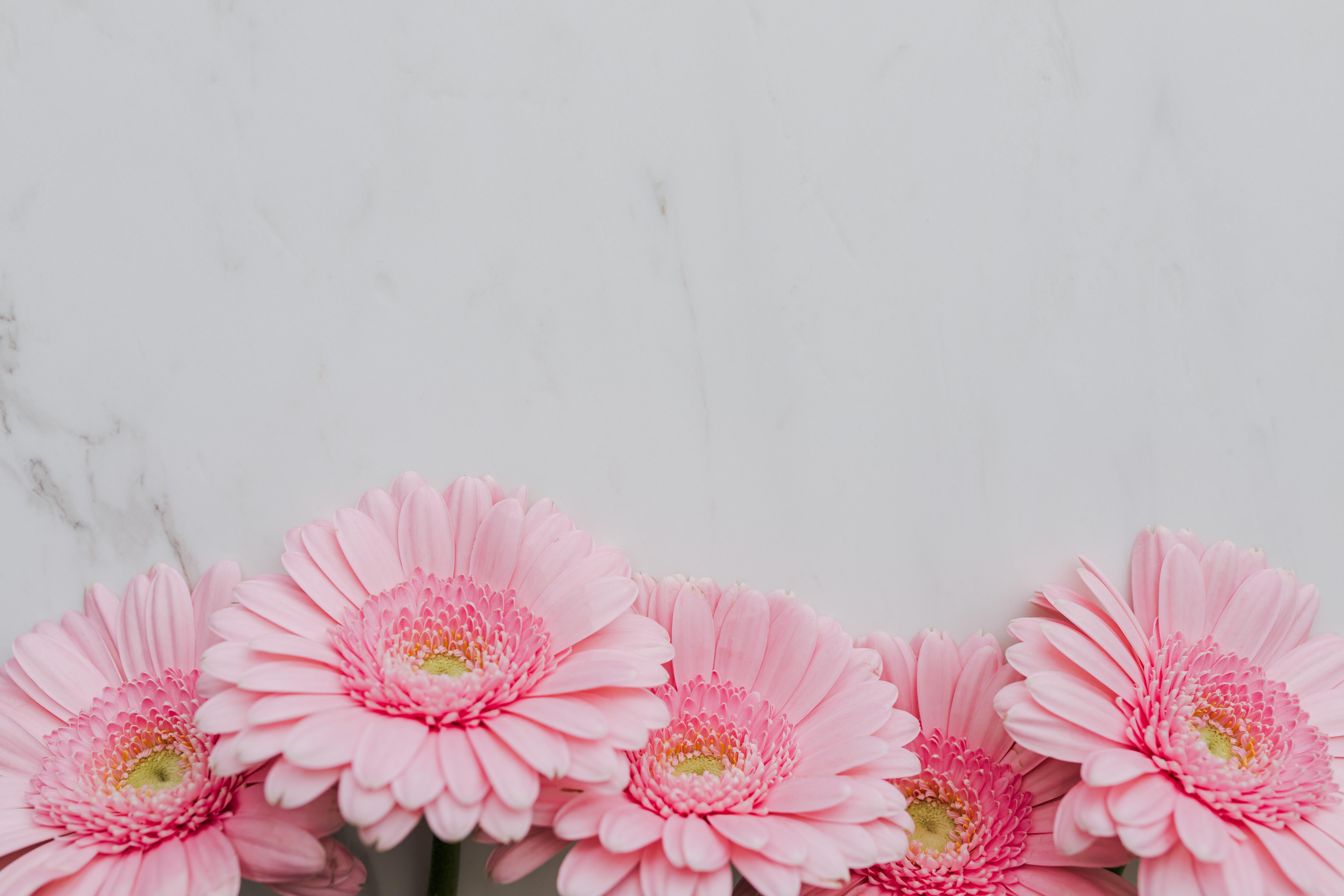 Pink Gerbera Daisy Wallpapers - Top Free Pink Gerbera Daisy Backgrounds ...