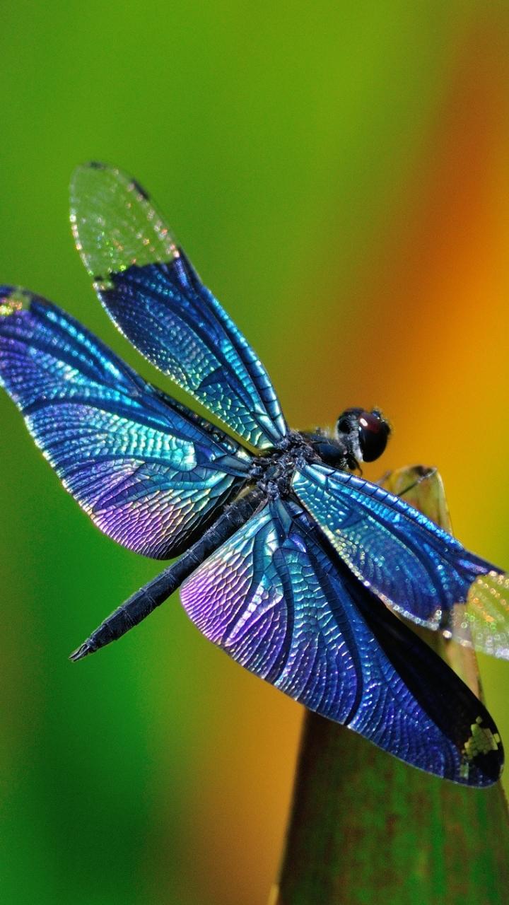 Dragonfly Phone Wallpapers - Top Free Dragonfly Phone Backgrounds ...