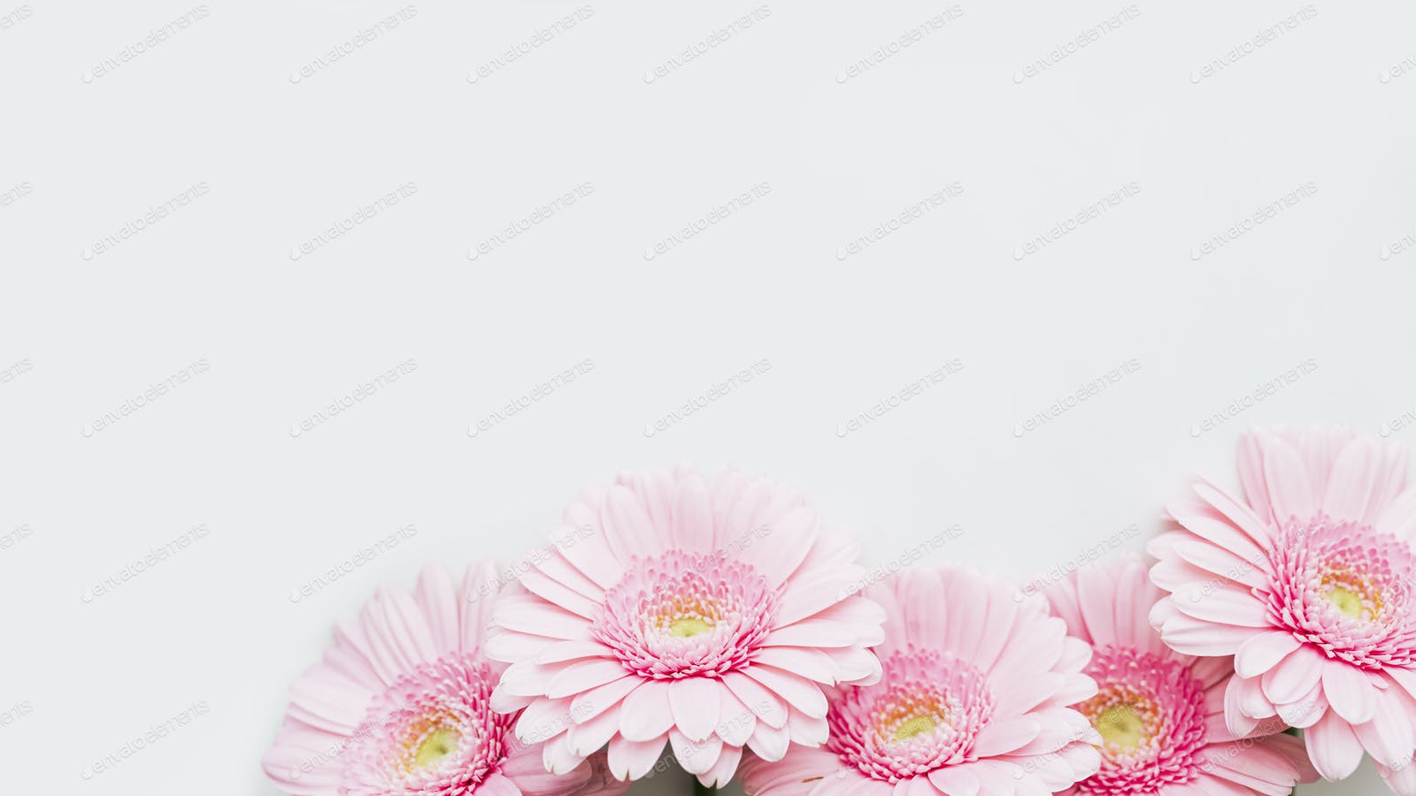Pink Gerbera Daisy Wallpapers - Top Free Pink Gerbera Daisy Backgrounds ...