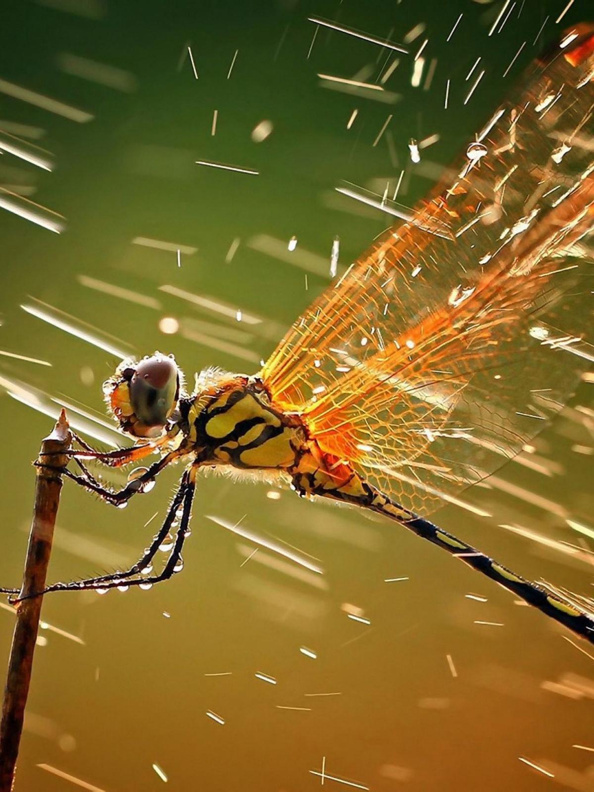 Dragonfly Phone Wallpapers - Top Free Dragonfly Phone Backgrounds ...